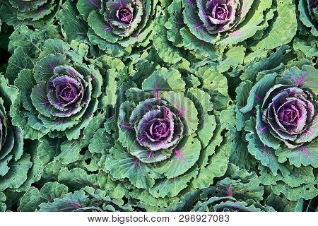 Cabbage Red Express Image & Photo (Free Trial) | Bigstock