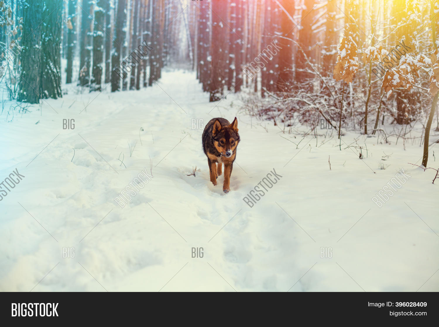 Dog Runs Along Path Image & Photo (Free Trial) | Bigstock