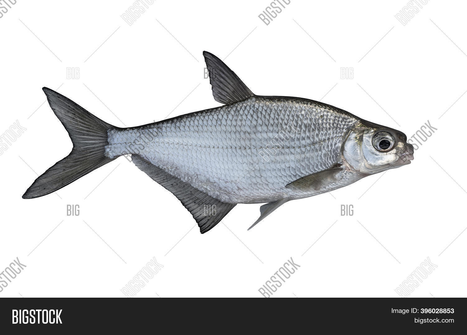 Fresh Alive White-eye Image & Photo (Free Trial) | Bigstock