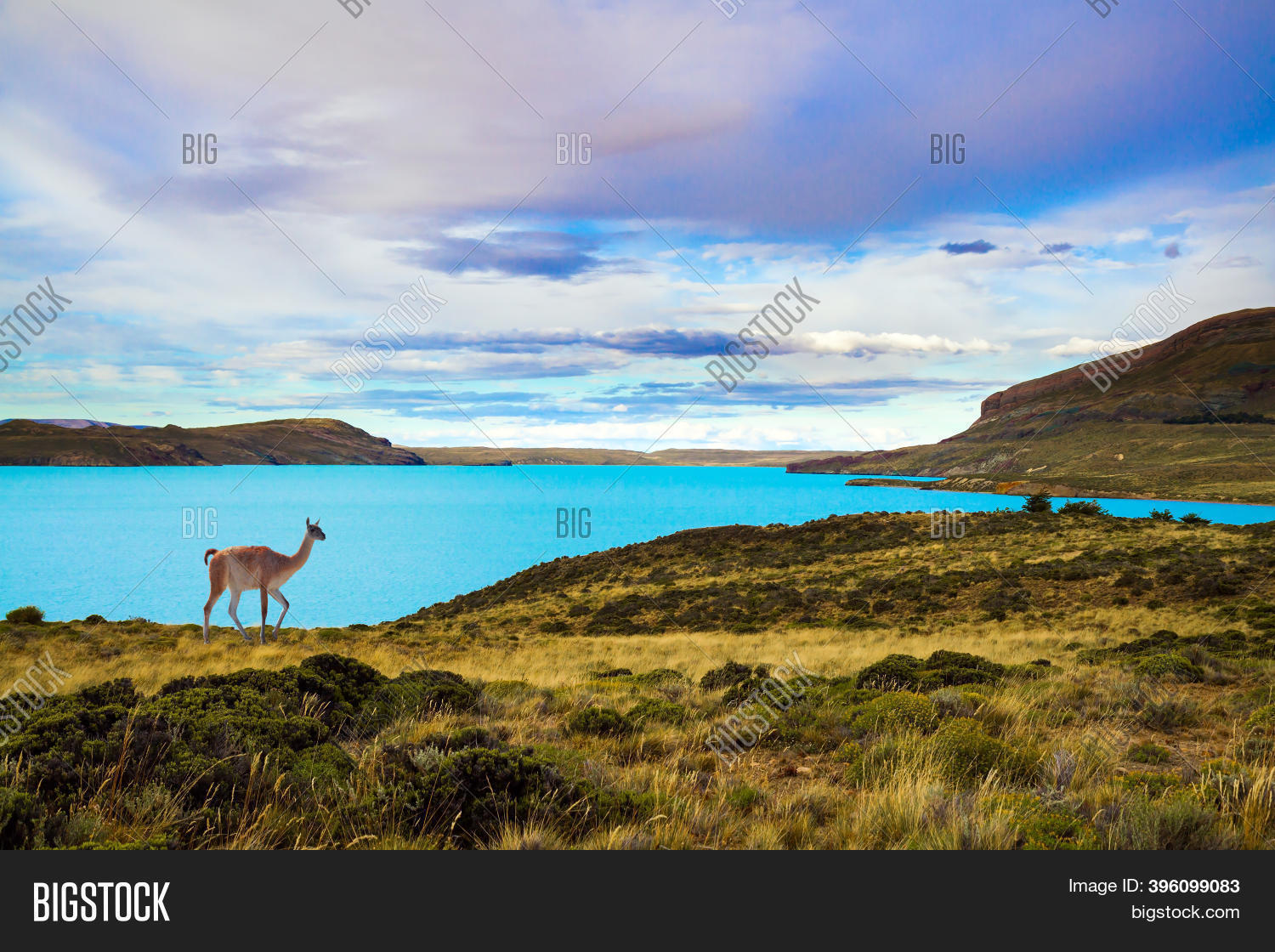 Guanaco Wild Image & Photo (Free Trial) | Bigstock