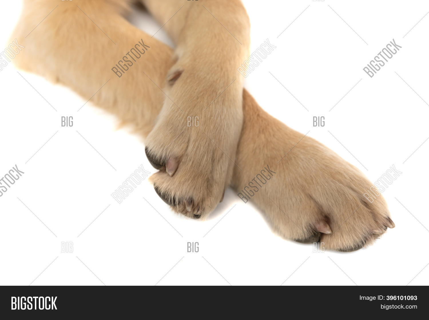 Close On Golden Image & Photo (Free Trial) | Bigstock
