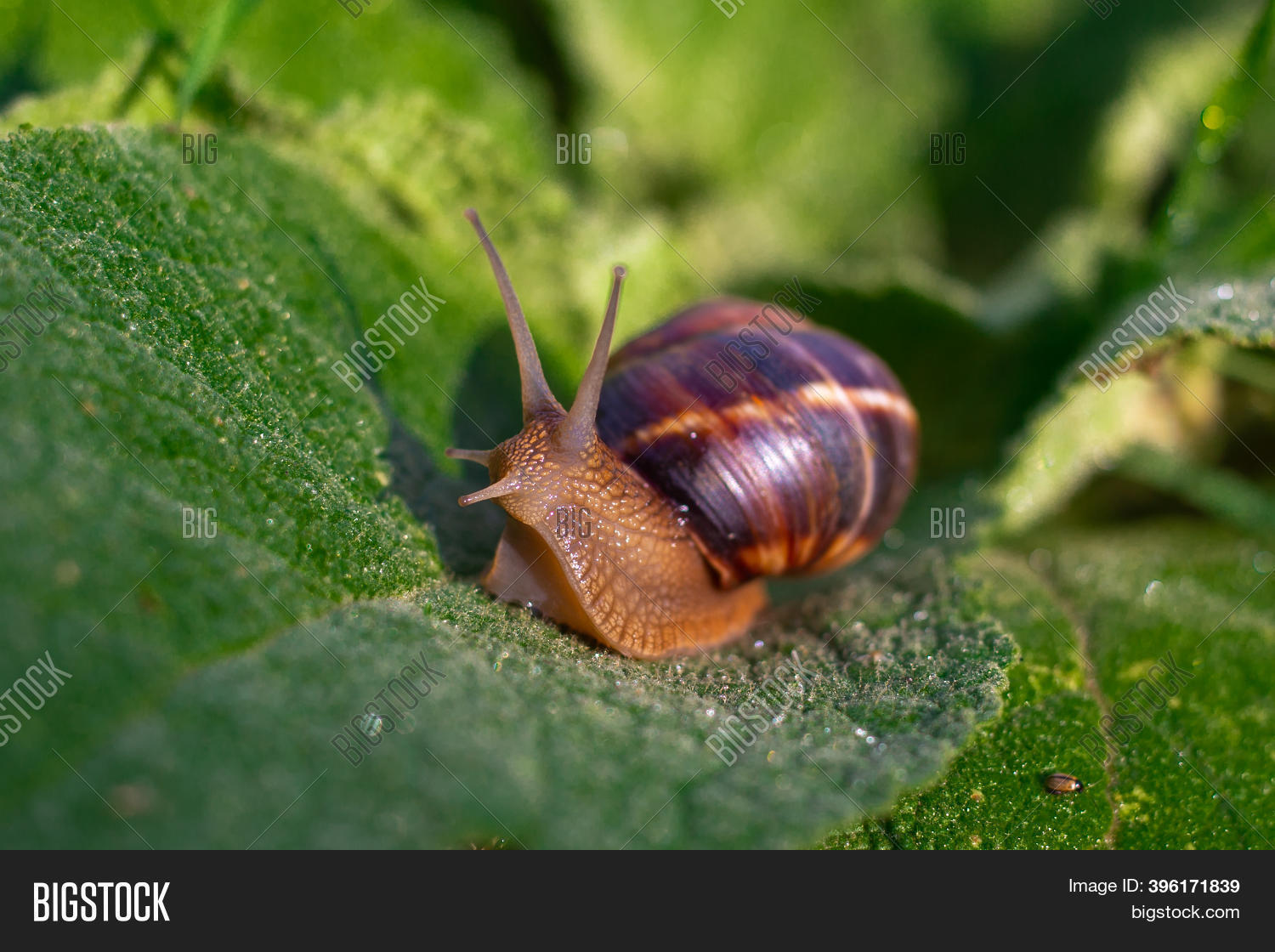 Large Grape Snail On Image & Photo (Free Trial) | Bigstock