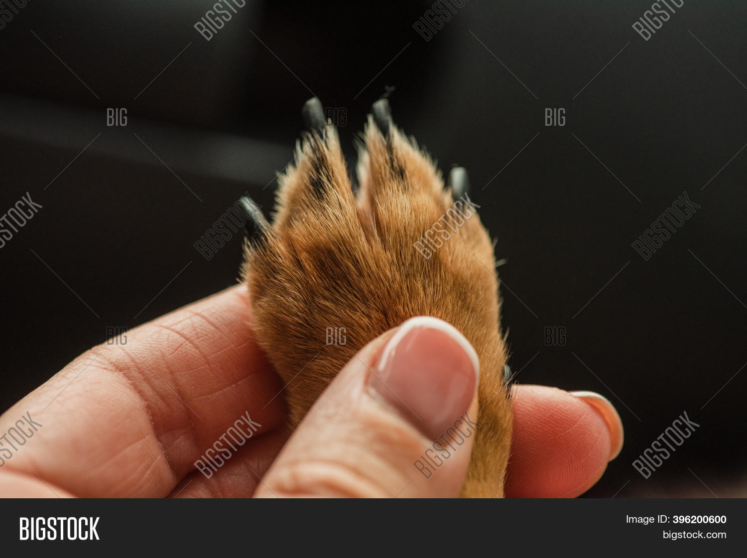 Woman's Hand Dog's Paw Image & Photo (Free Trial) | Bigstock