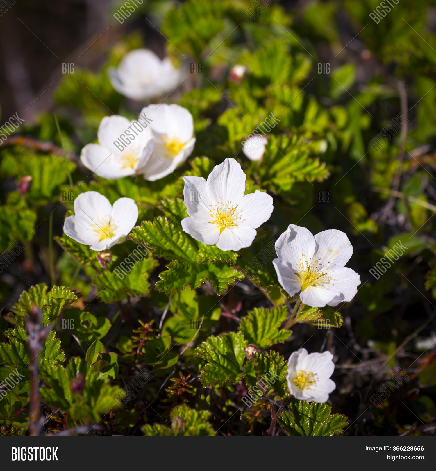Arctic Flowers Close Image & Photo (Free Trial) | Bigstock