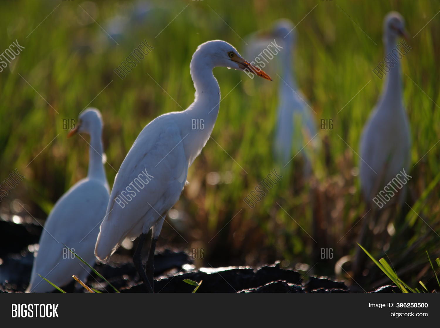 Cattle Egret Looking Image & Photo (Free Trial) | Bigstock