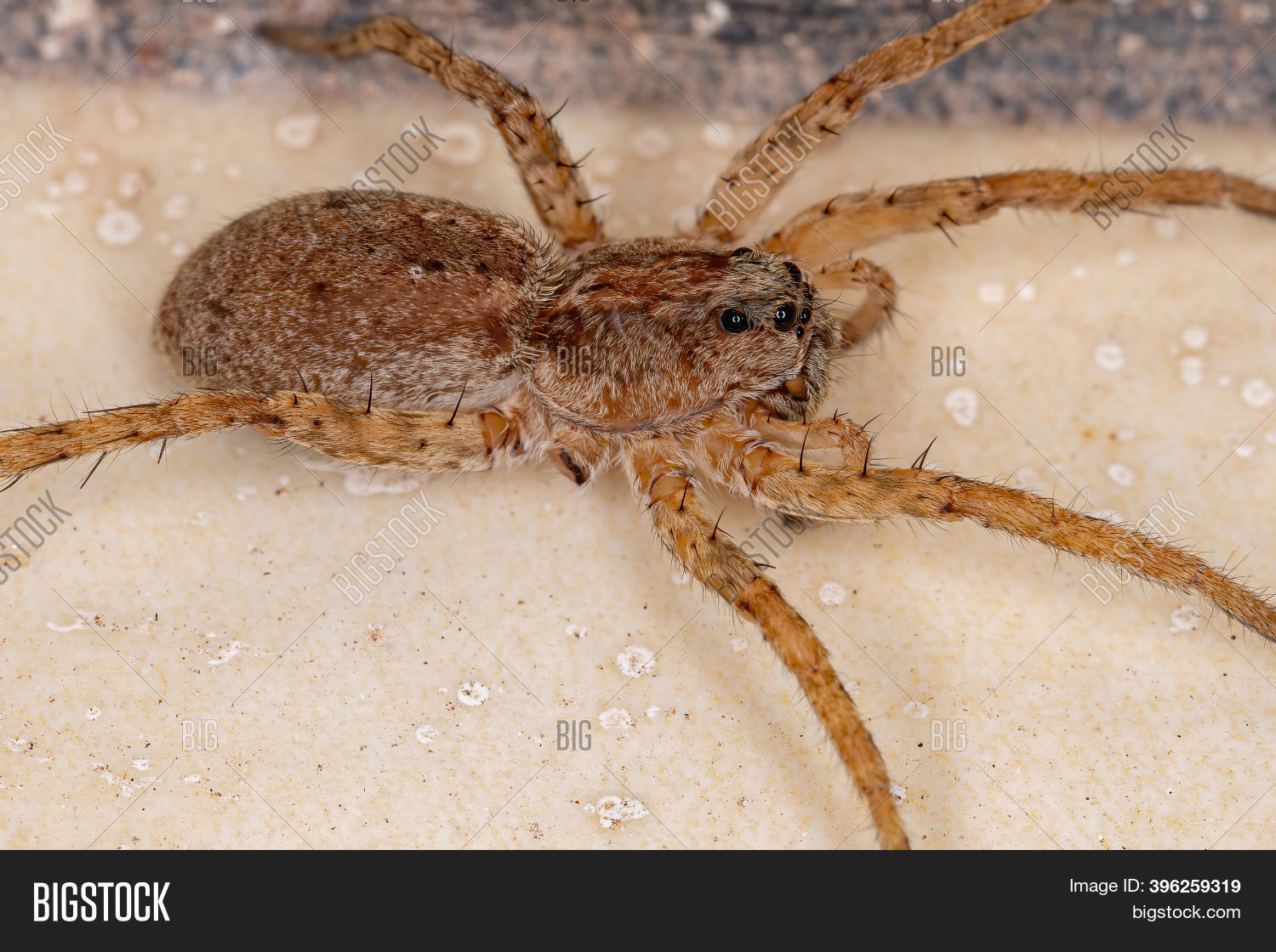 Adult Wolf Spider Image & Photo (Free Trial) | Bigstock