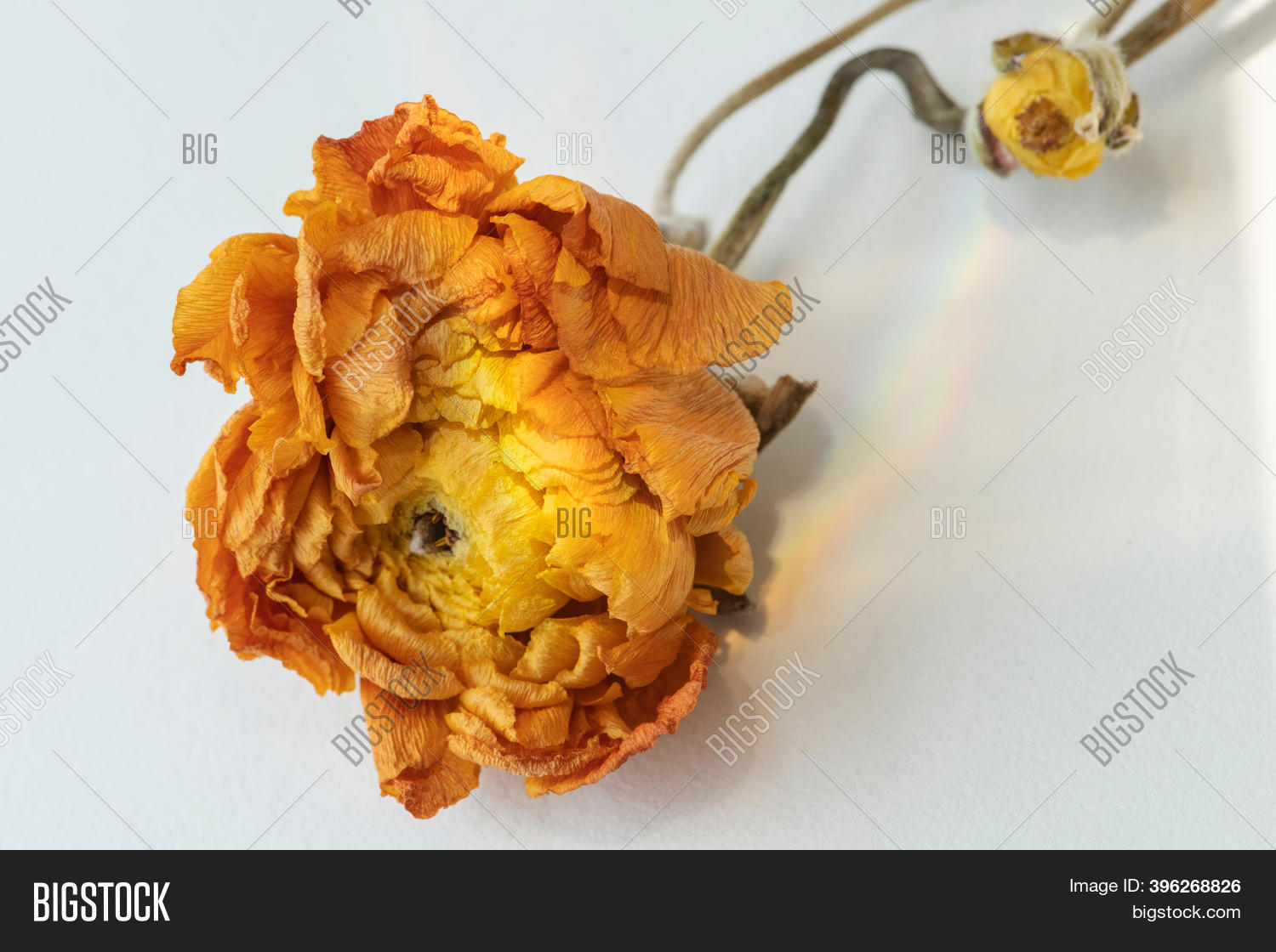 Dry Orange Ranunculus Image & Photo (Free Trial) | Bigstock