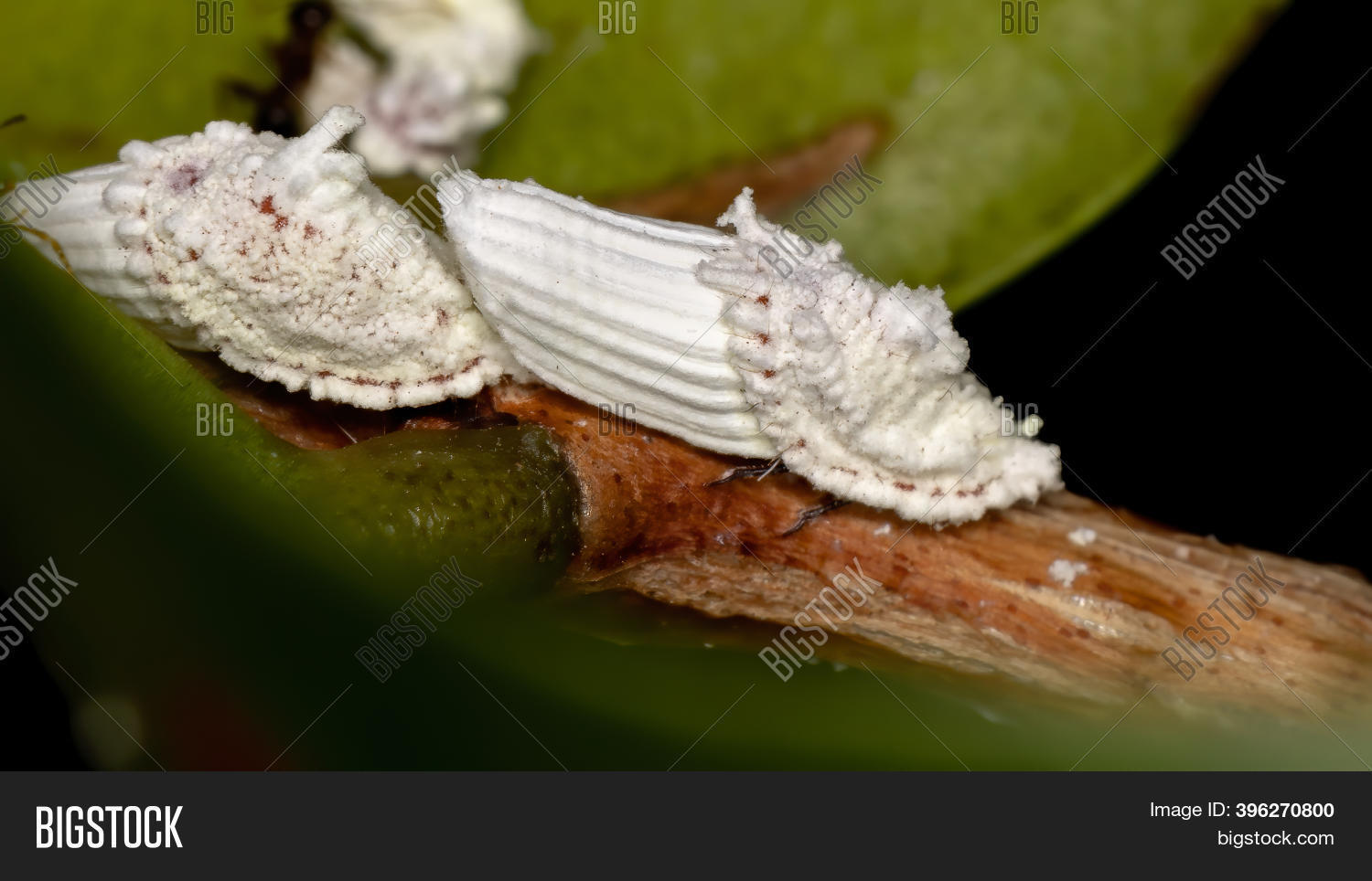 Scale Insects Image & Photo (Free Trial) | Bigstock