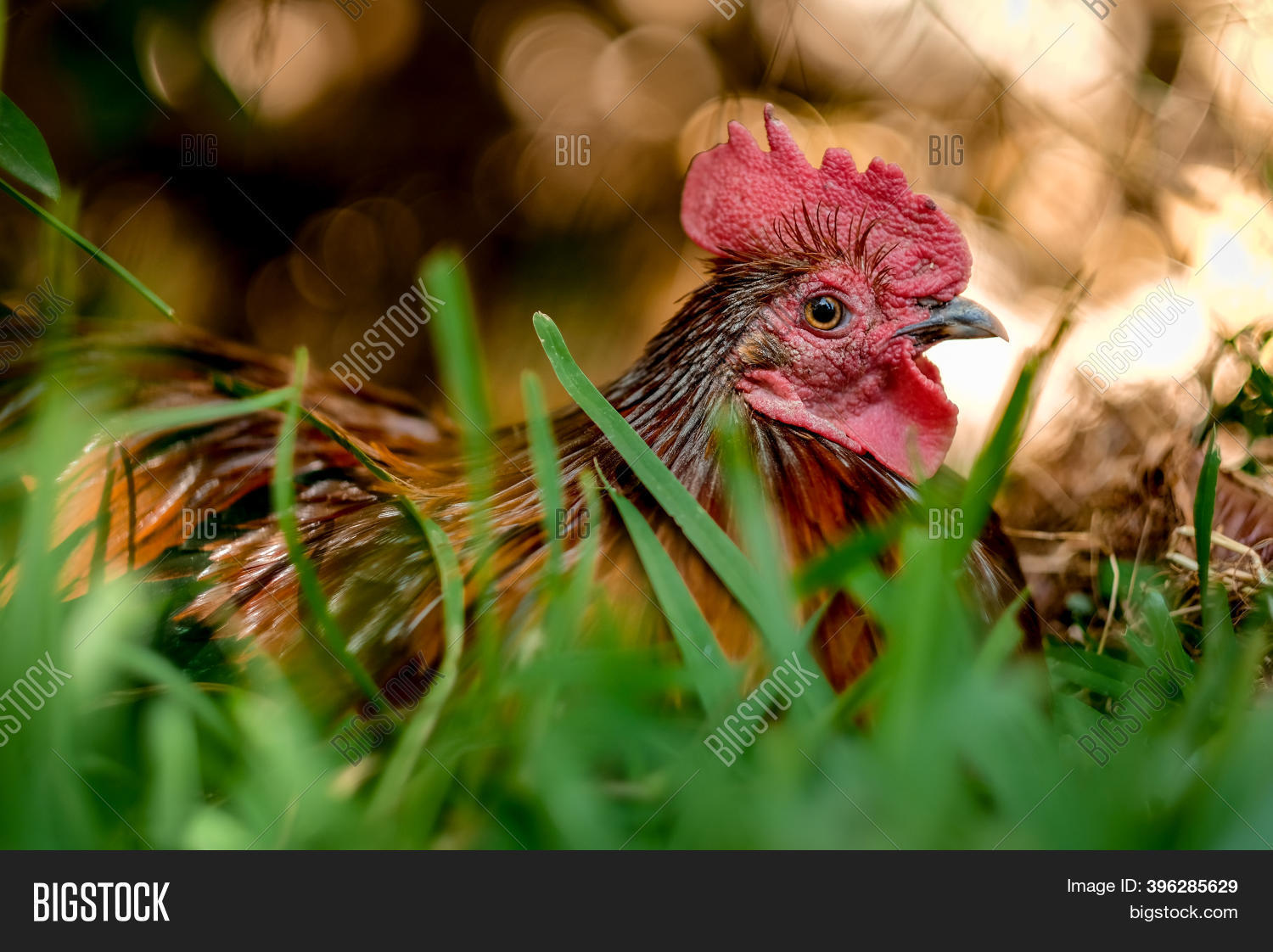Chicken Lying On Grass Image & Photo (Free Trial) | Bigstock