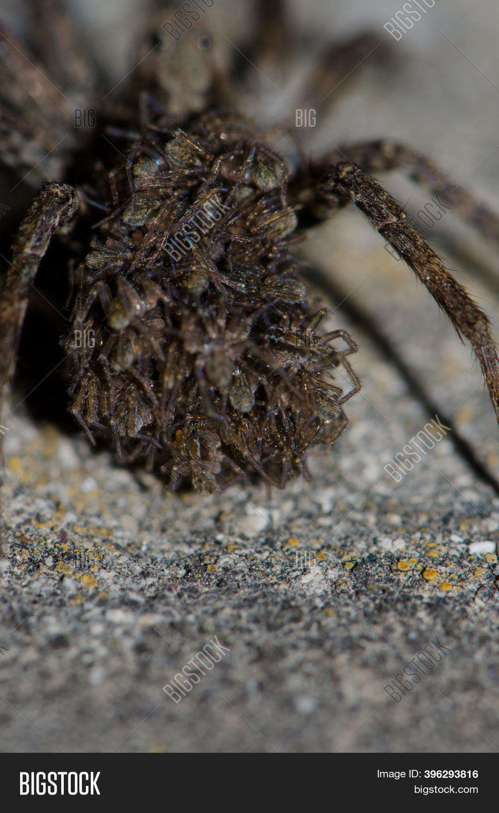 Wolf Spider Lycosidae Image & Photo (Free Trial) | Bigstock