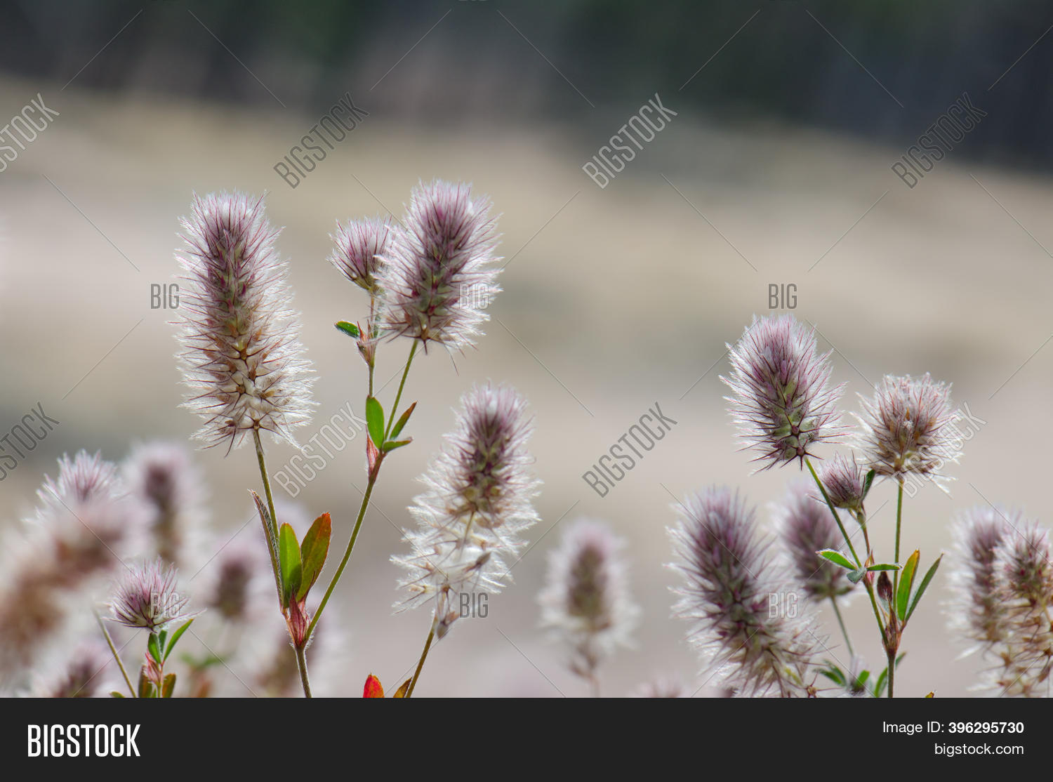 Flowers Hares-foot Image & Photo (Free Trial) | Bigstock