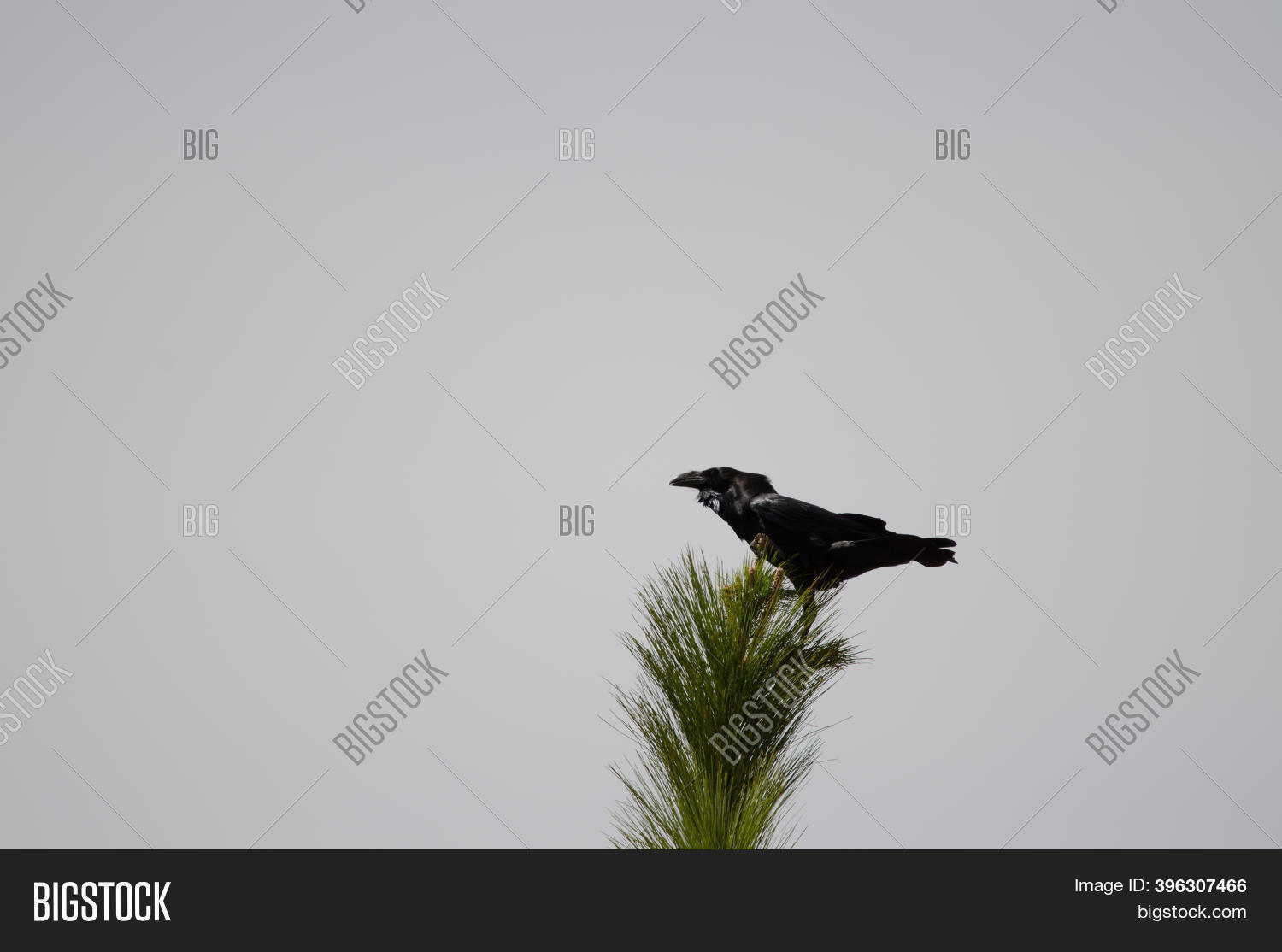 Canary Islands Raven Image & Photo (Free Trial) | Bigstock