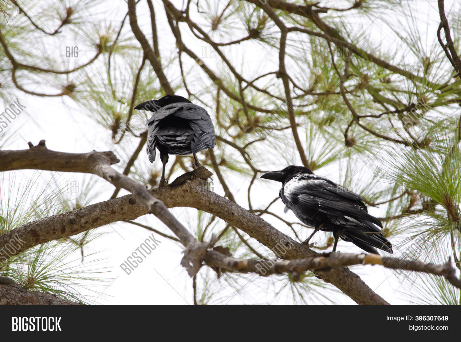 Canary Islands Ravens Image & Photo (Free Trial) | Bigstock