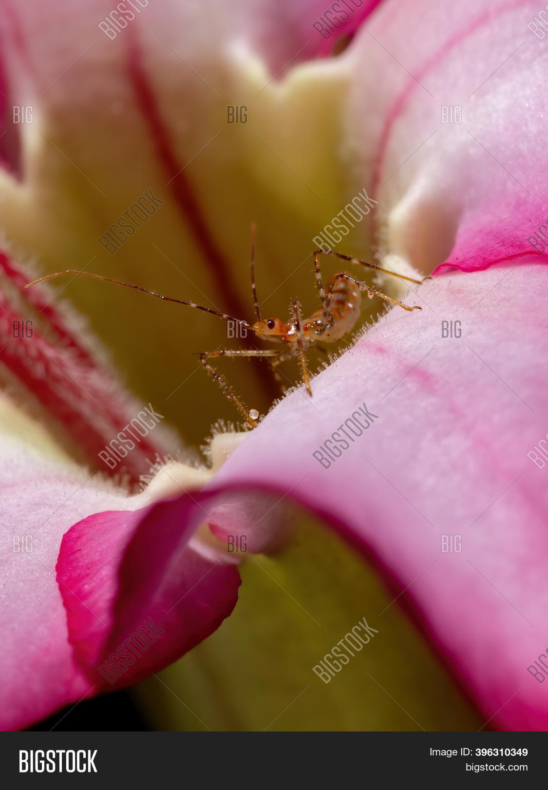 Assassin Bug Nymph Image & Photo (Free Trial) | Bigstock