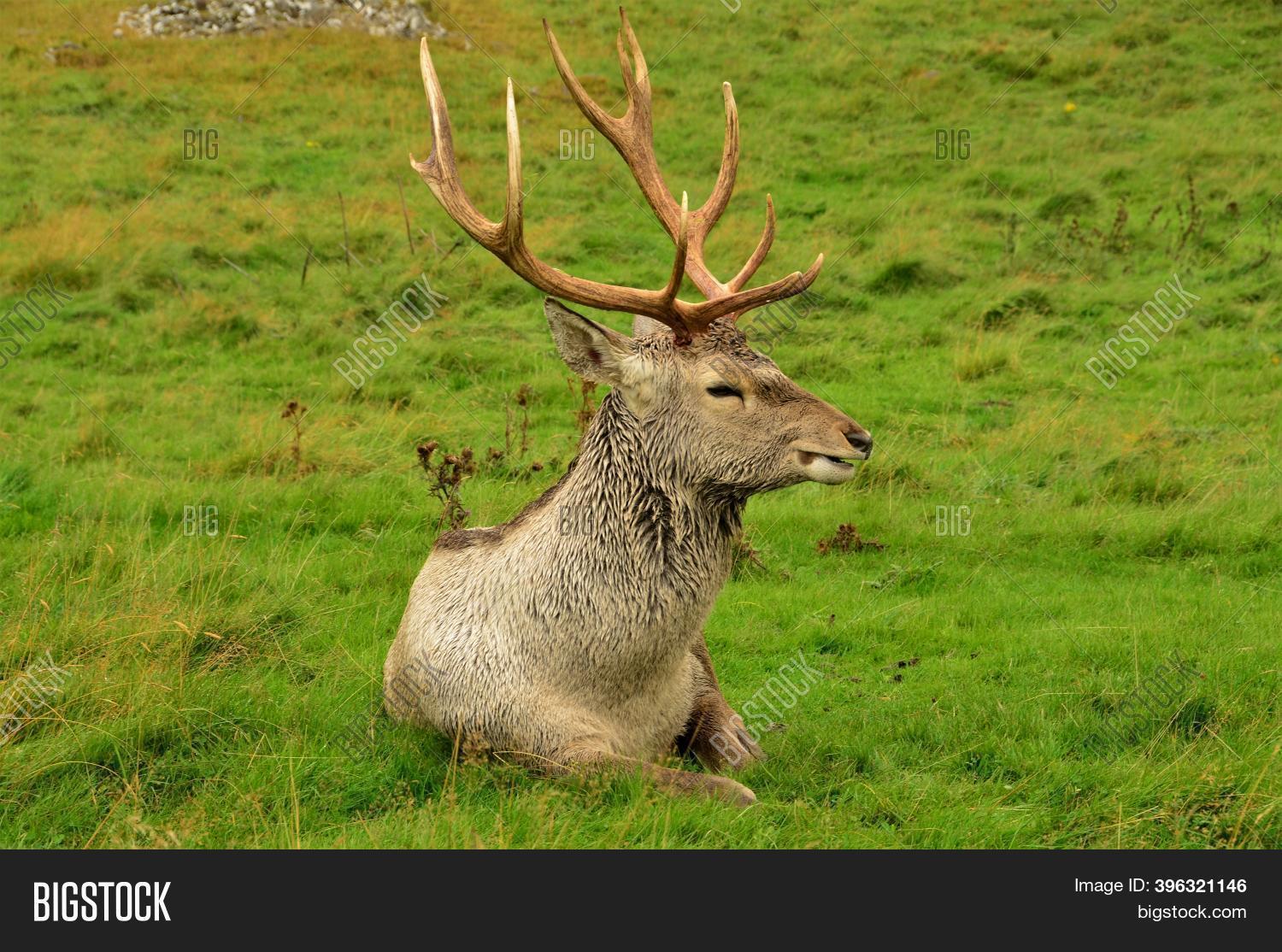 View Bukhara Deer Image & Photo (Free Trial) | Bigstock