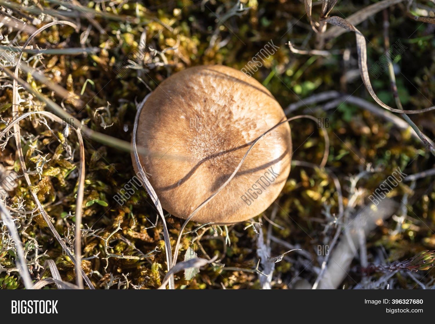 Edible Brown Mushroom Image & Photo (Free Trial) | Bigstock