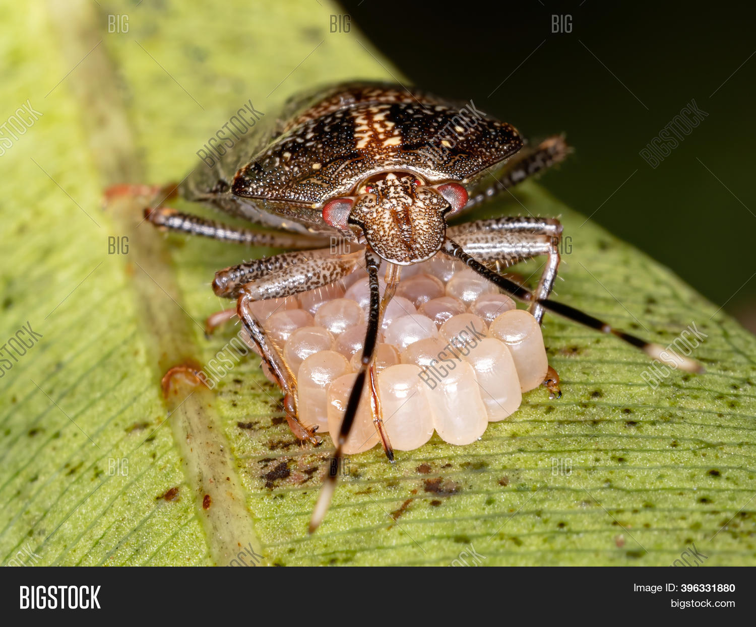 Brazilian Stink Bug Image & Photo (Free Trial) | Bigstock