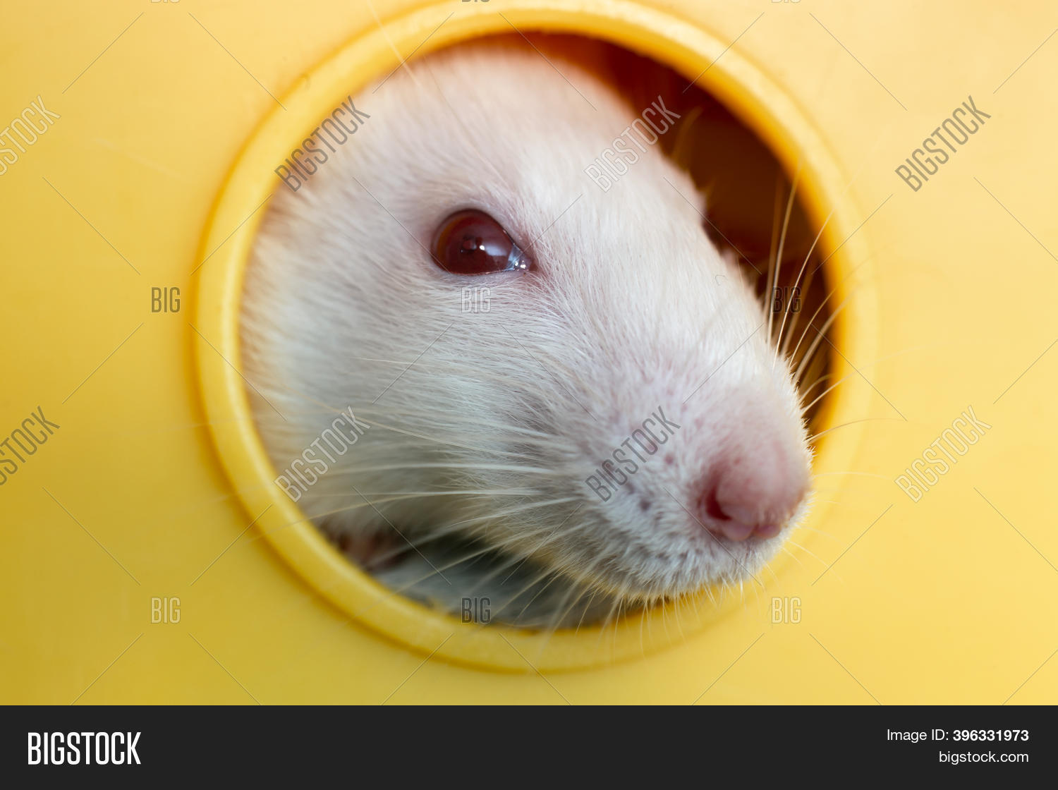 Closeup Funny White Image & Photo (Free Trial) | Bigstock