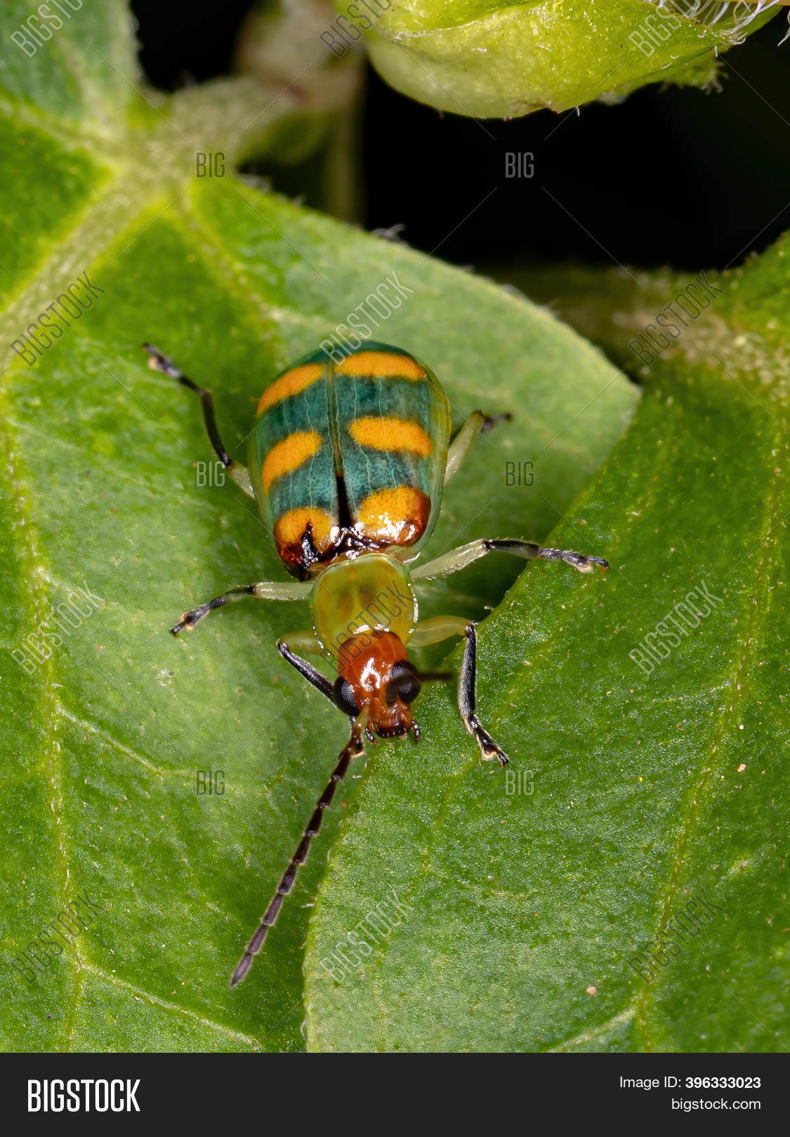 Brazilian Green Beetle Image & Photo (Free Trial) | Bigstock
