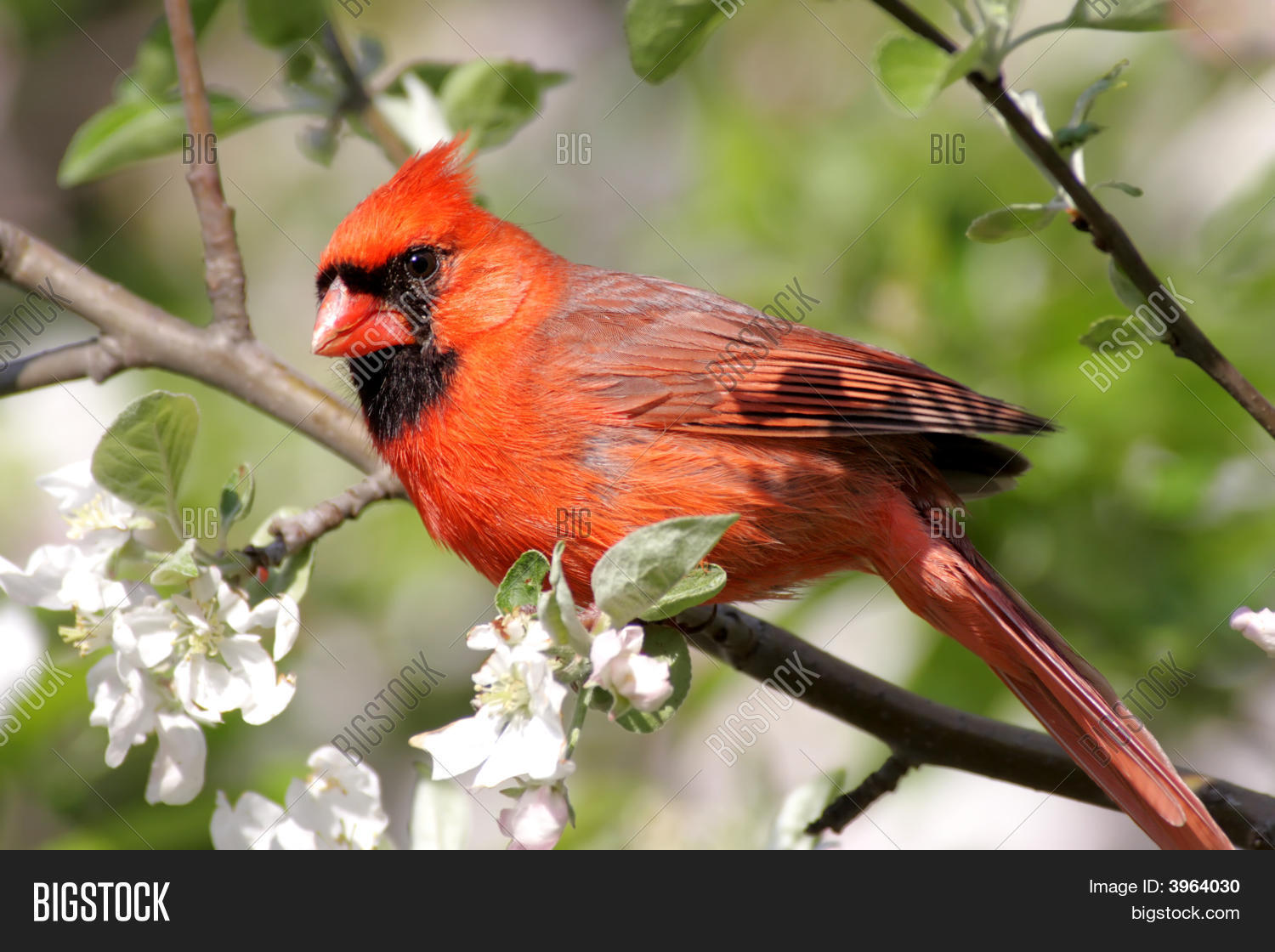 Male Northern Cardinal Image & Photo (Free Trial) | Bigstock