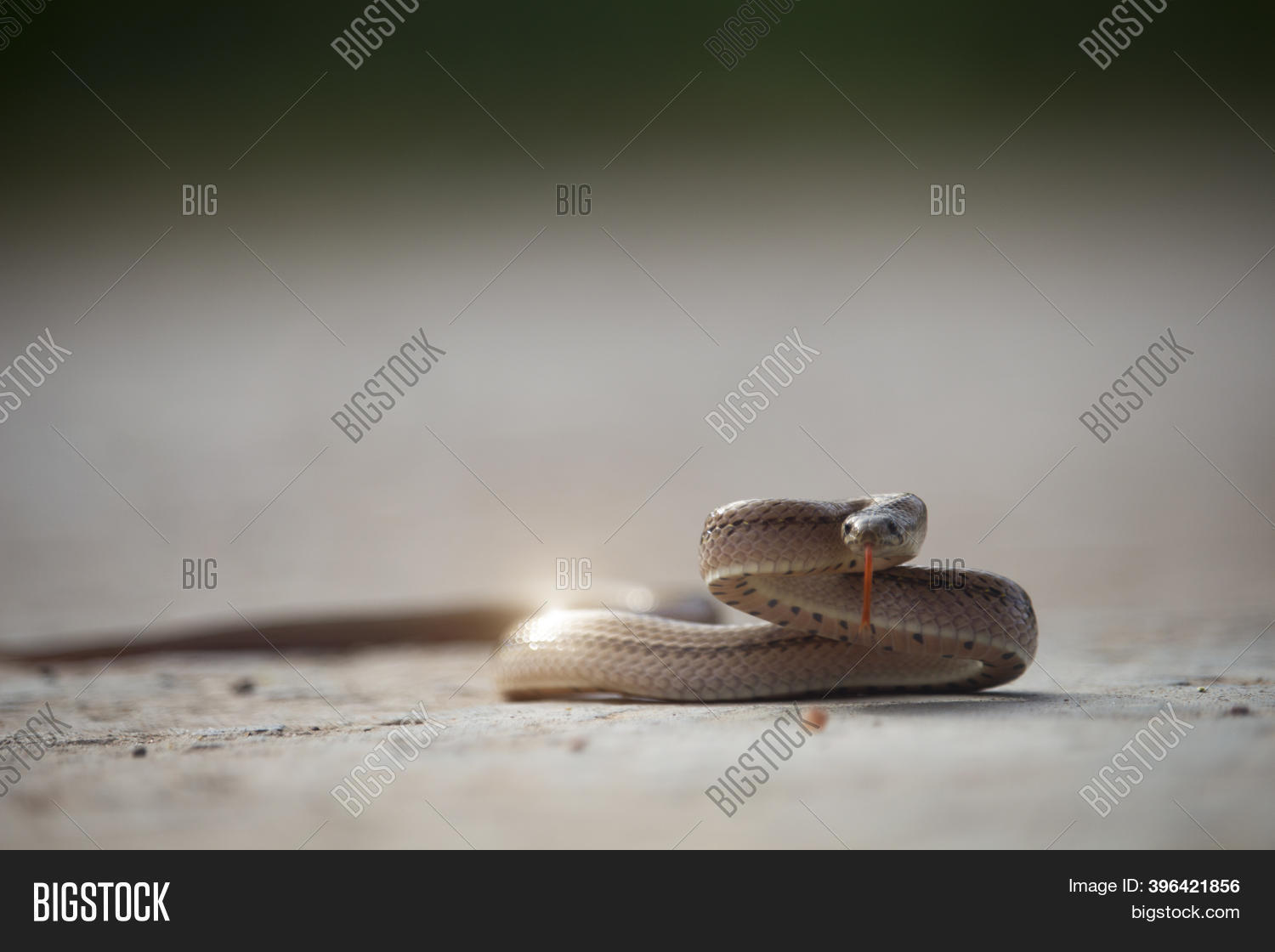 Small Snake On Cement Image & Photo (Free Trial) | Bigstock