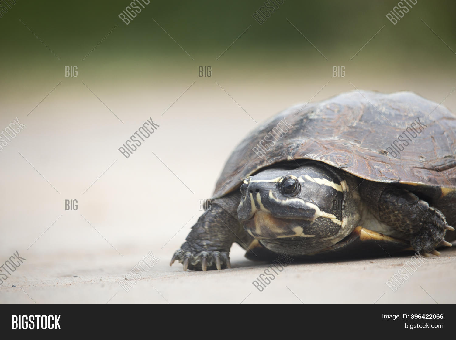 Little Turtle Walking Image & Photo (Free Trial) | Bigstock