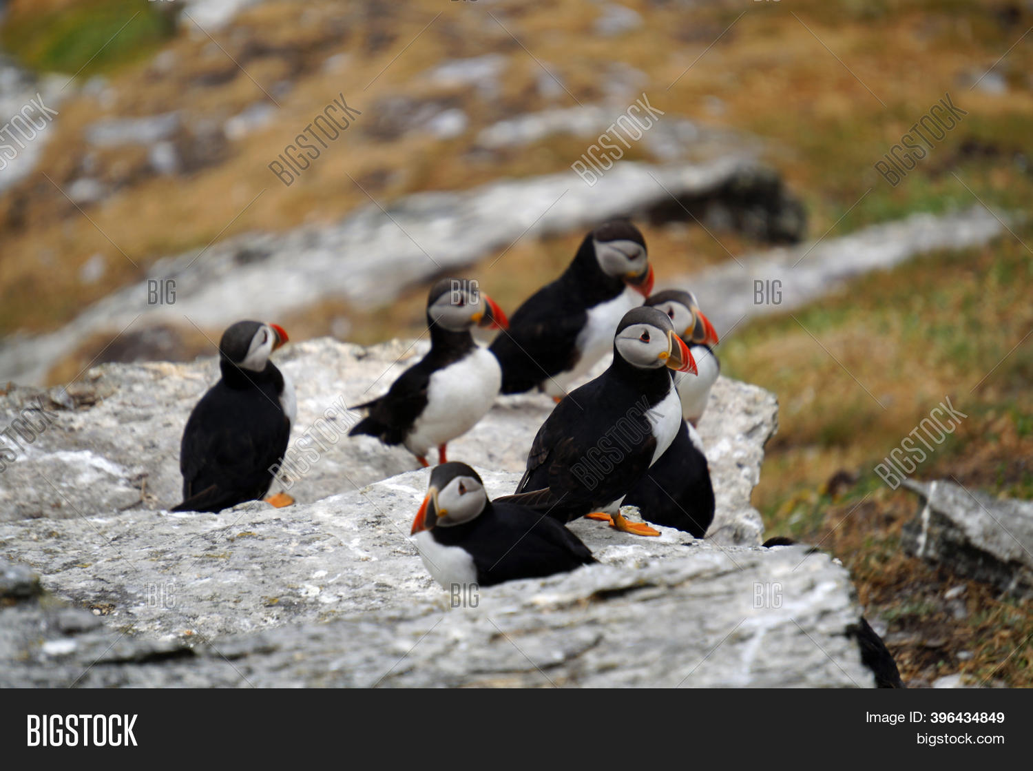 Puffins Skellig Image & Photo (Free Trial) | Bigstock