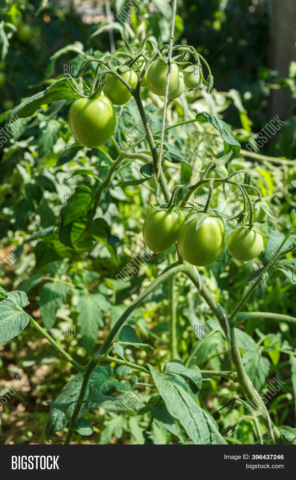 Unripe Green Tomatoes Image & Photo (Free Trial) | Bigstock