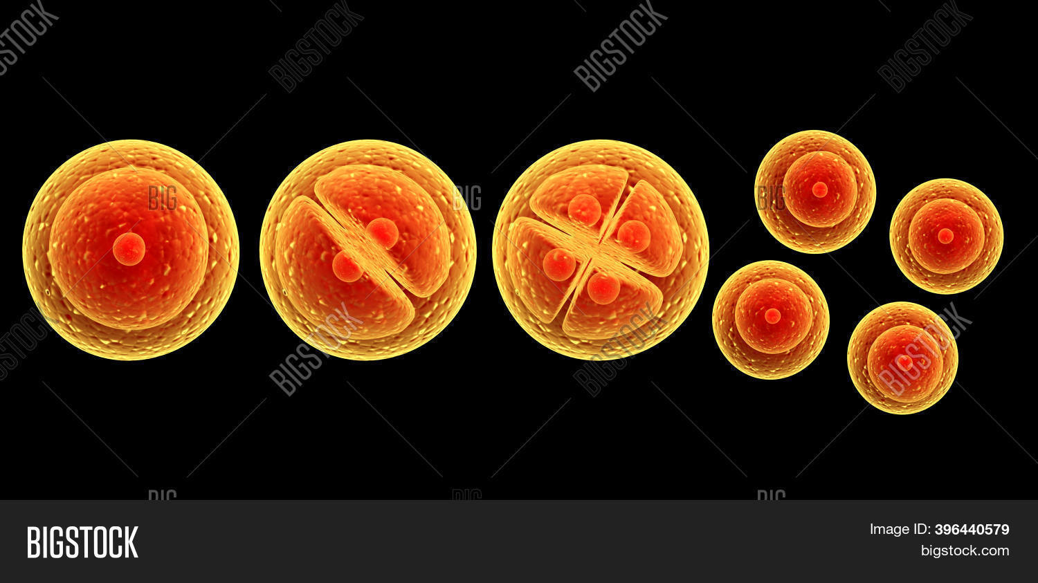 Mitosis Process. Image & Photo (Free Trial) | Bigstock