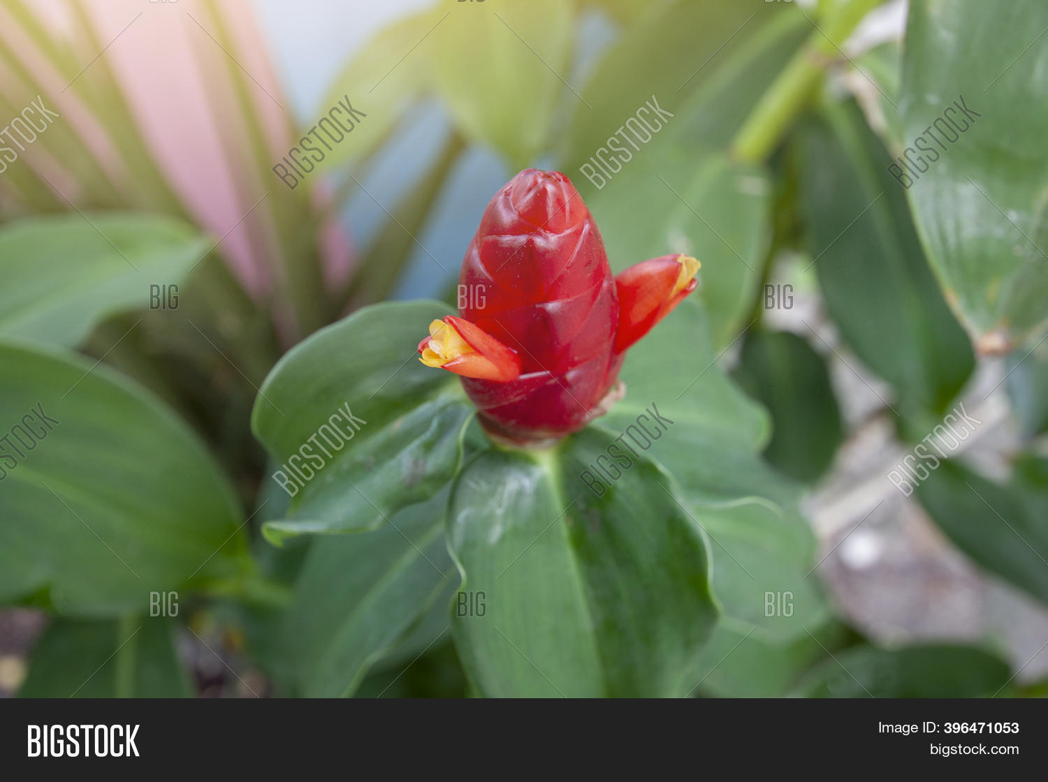 Red Shampoo Ginger Image & Photo (Free Trial) | Bigstock