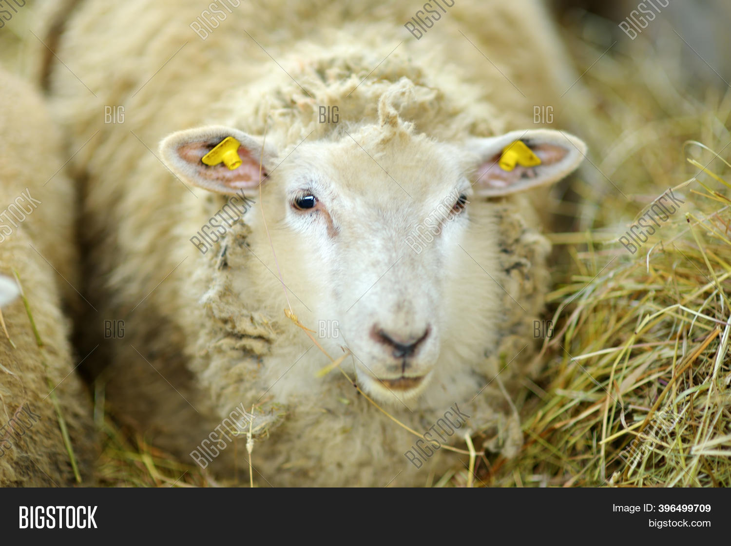 Sheep Small Petting Image & Photo (Free Trial) | Bigstock