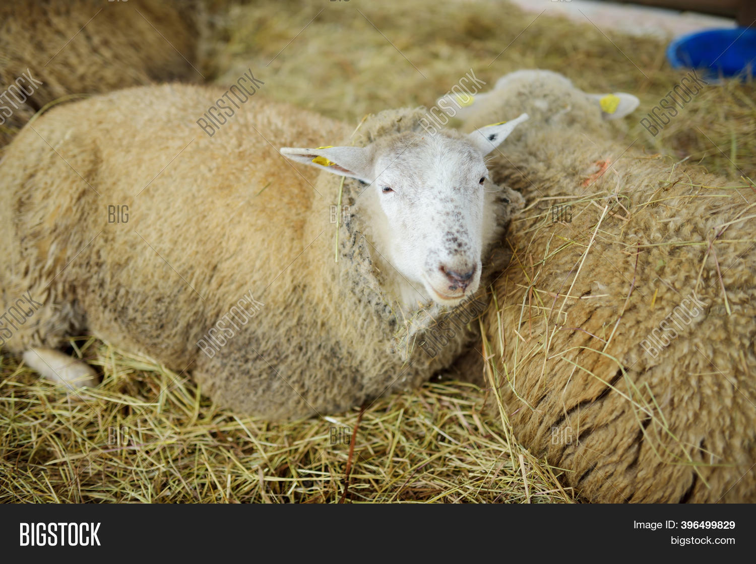 Sheep Small Petting Image & Photo (Free Trial) | Bigstock