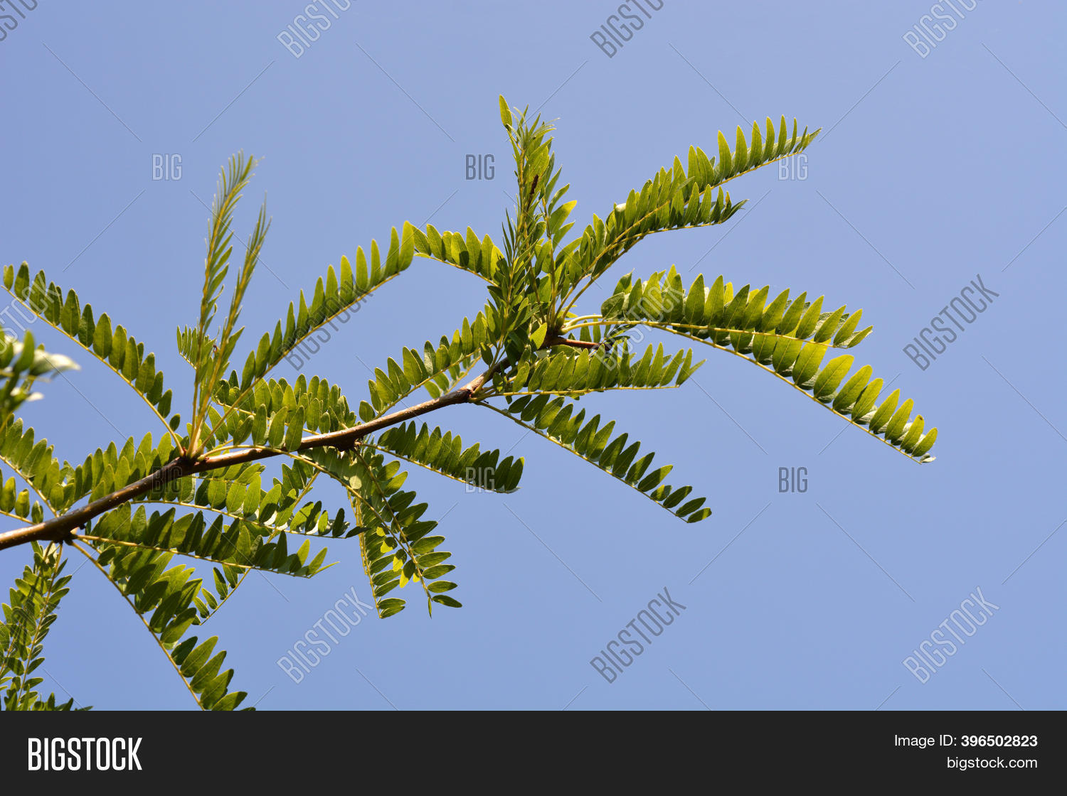 Honey Locust Sunburst Image & Photo (Free Trial) | Bigstock