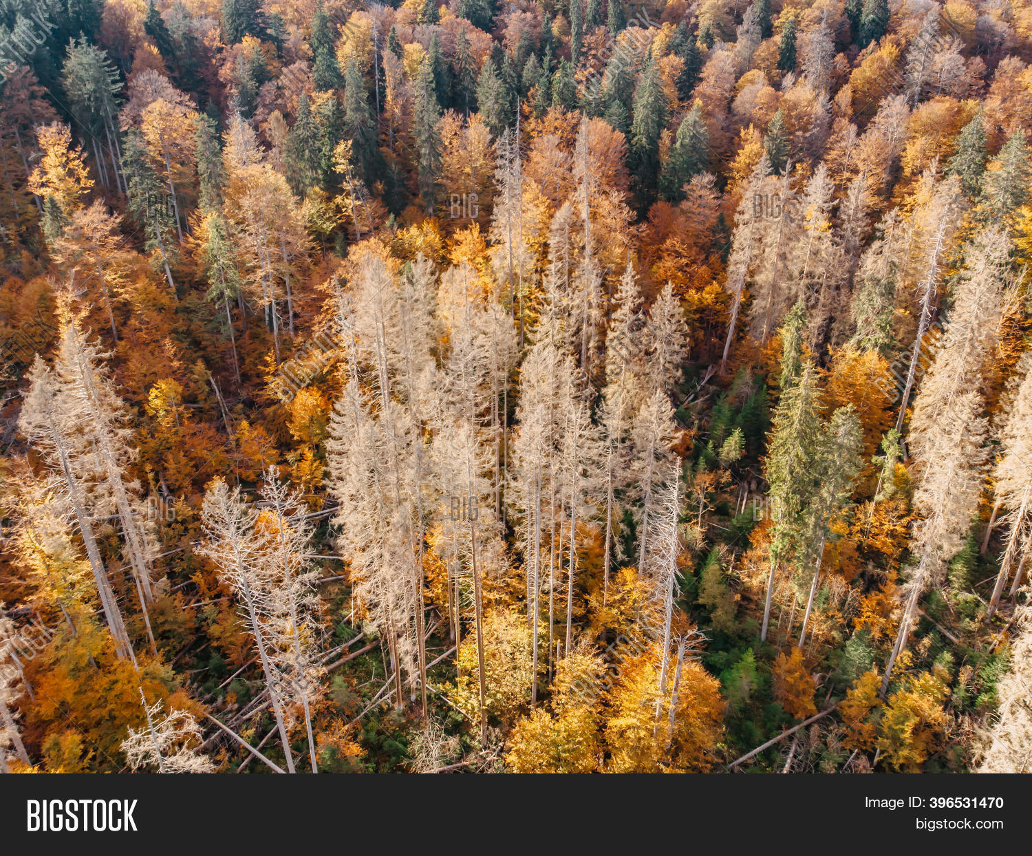 Fall Forest Landscape Image & Photo (Free Trial) | Bigstock