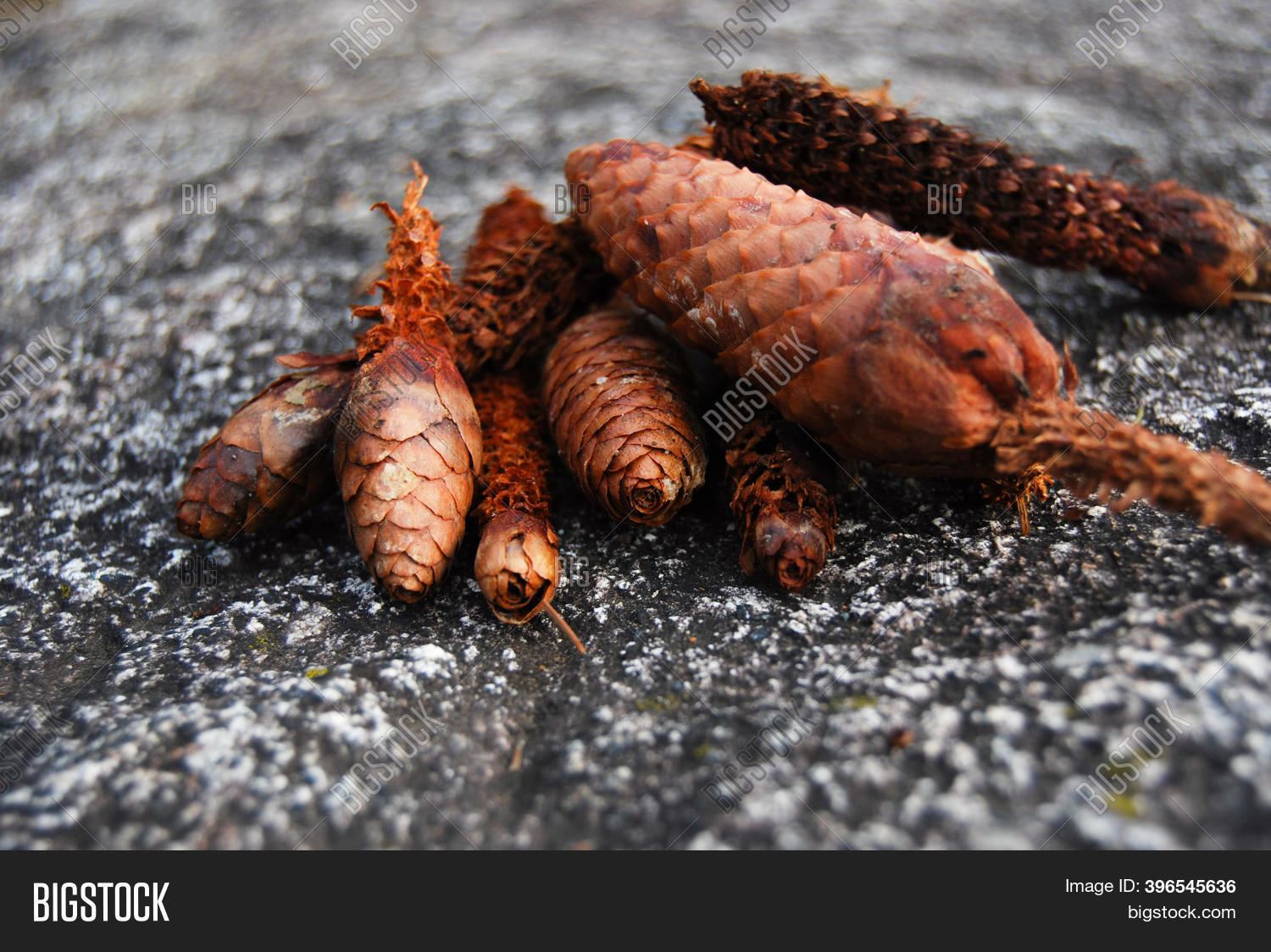 Group Pine Cones Image & Photo (Free Trial) | Bigstock