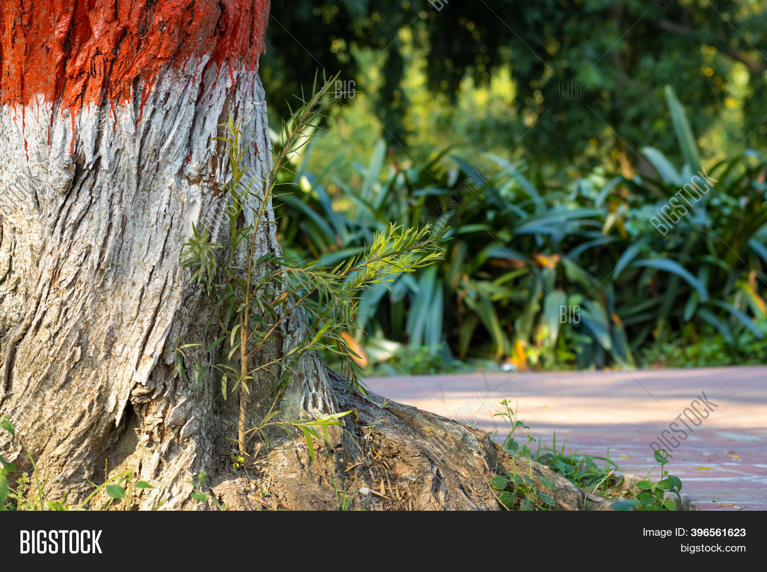 Tree Roots Newborn Image & Photo (Free Trial) | Bigstock