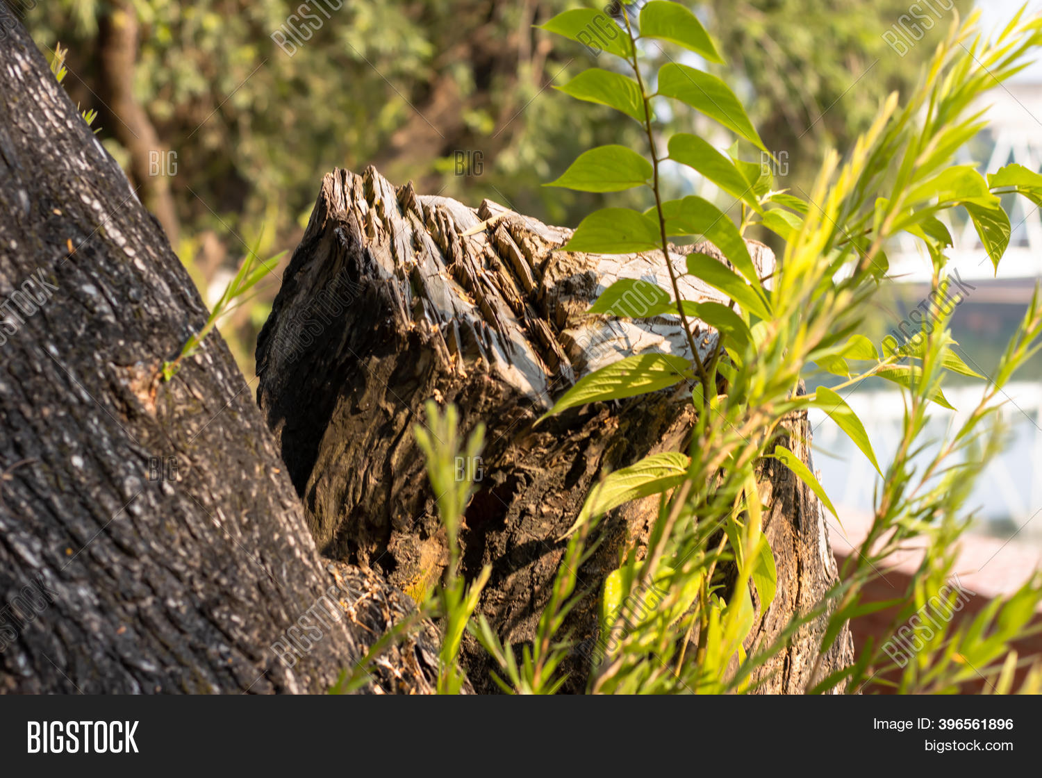 Chopped Tree Pulses Image & Photo (Free Trial) | Bigstock