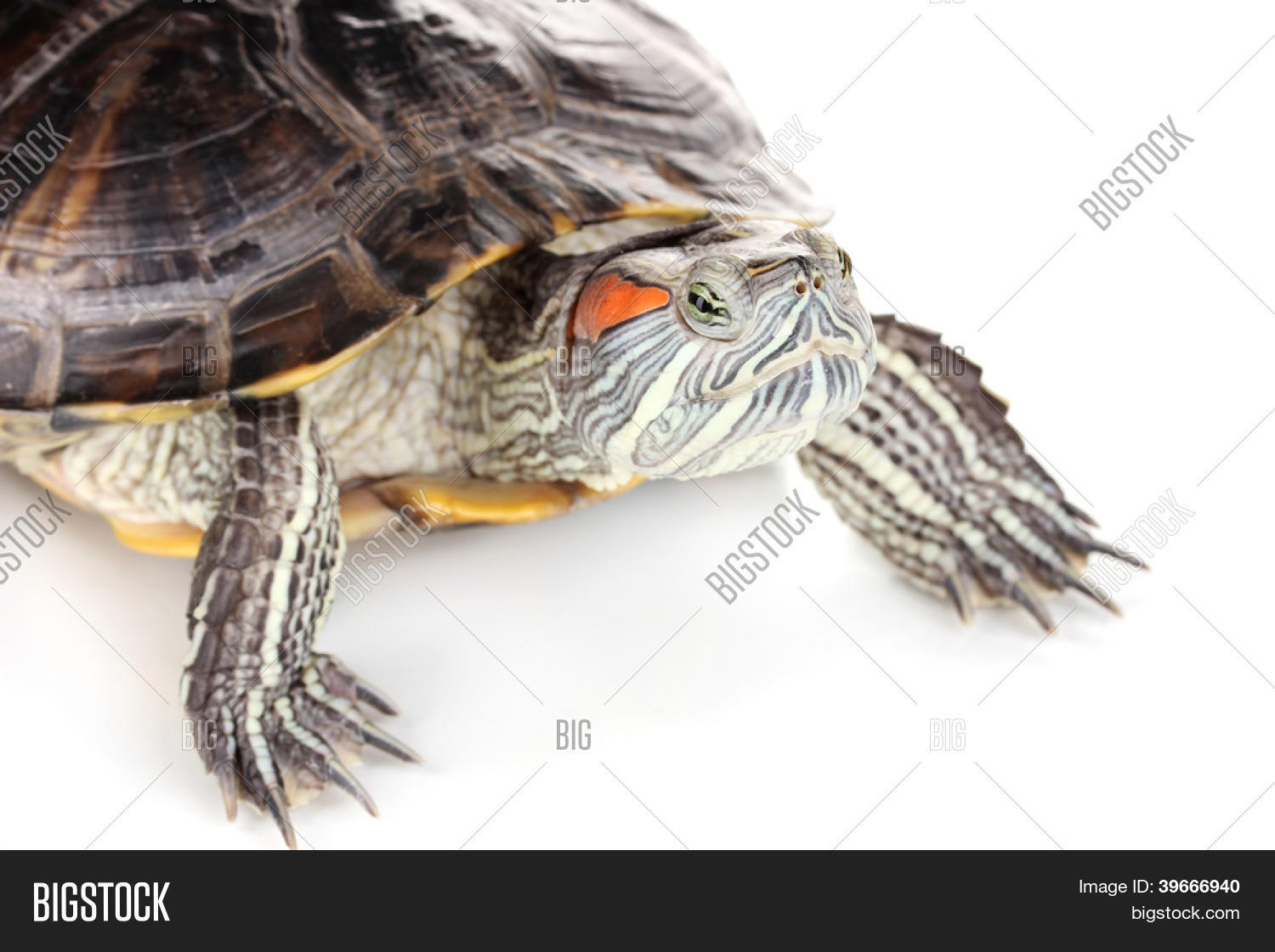 Red Ear Turtle Image & Photo (Free Trial) | Bigstock