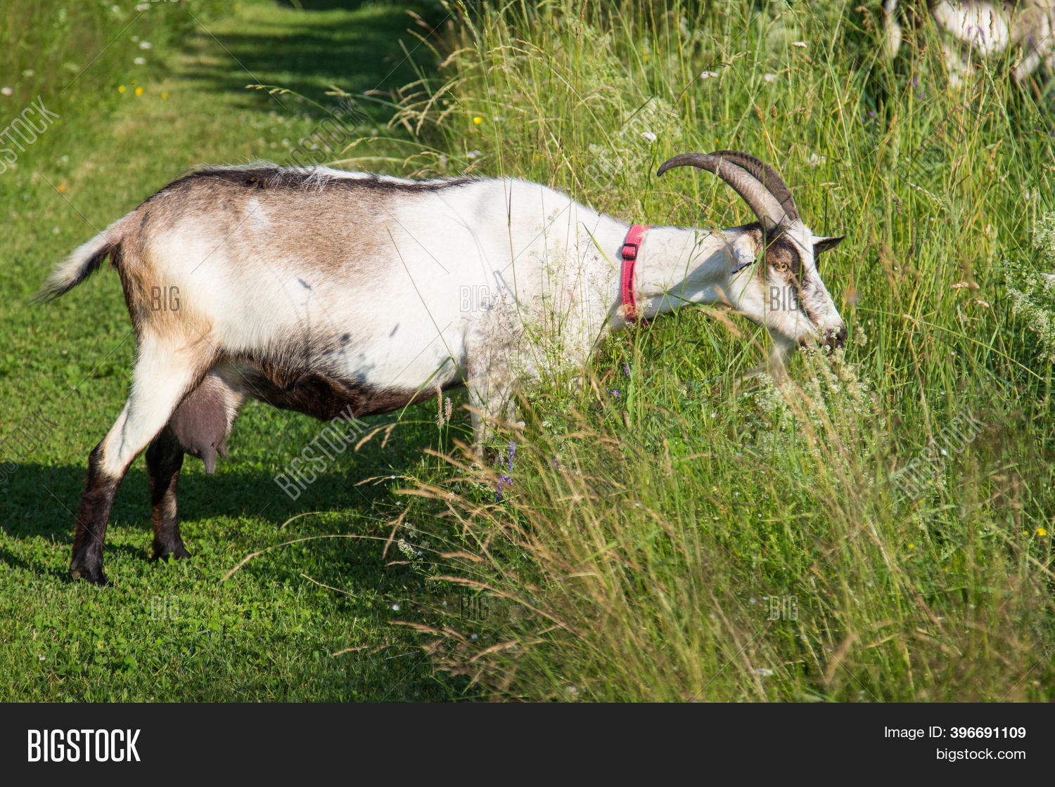 Milch Goat Grazes Image & Photo (Free Trial) | Bigstock