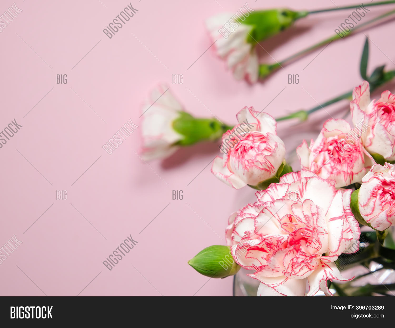 Mini Carnation Flowers Image & Photo (Free Trial) | Bigstock