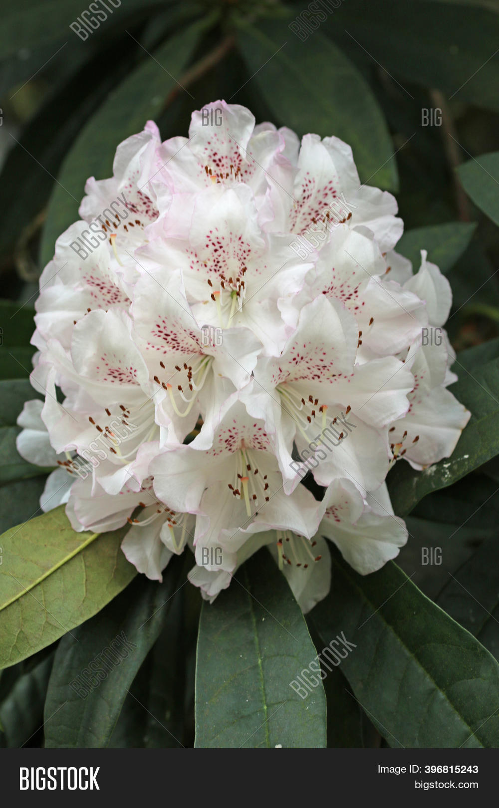 White Rhododendron Image & Photo (Free Trial) | Bigstock