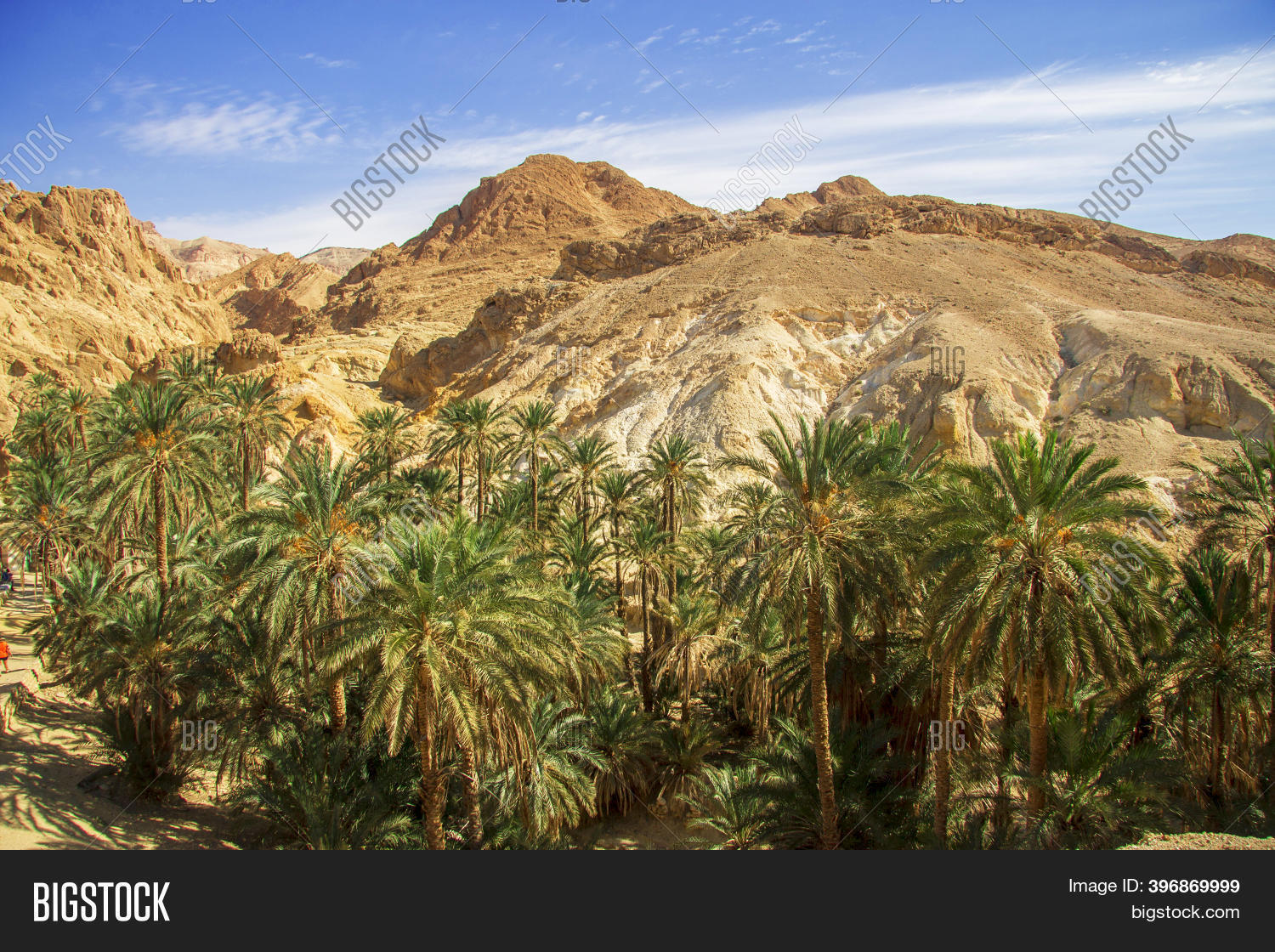 Date Palm Tree Date Image & Photo (Free Trial) | Bigstock