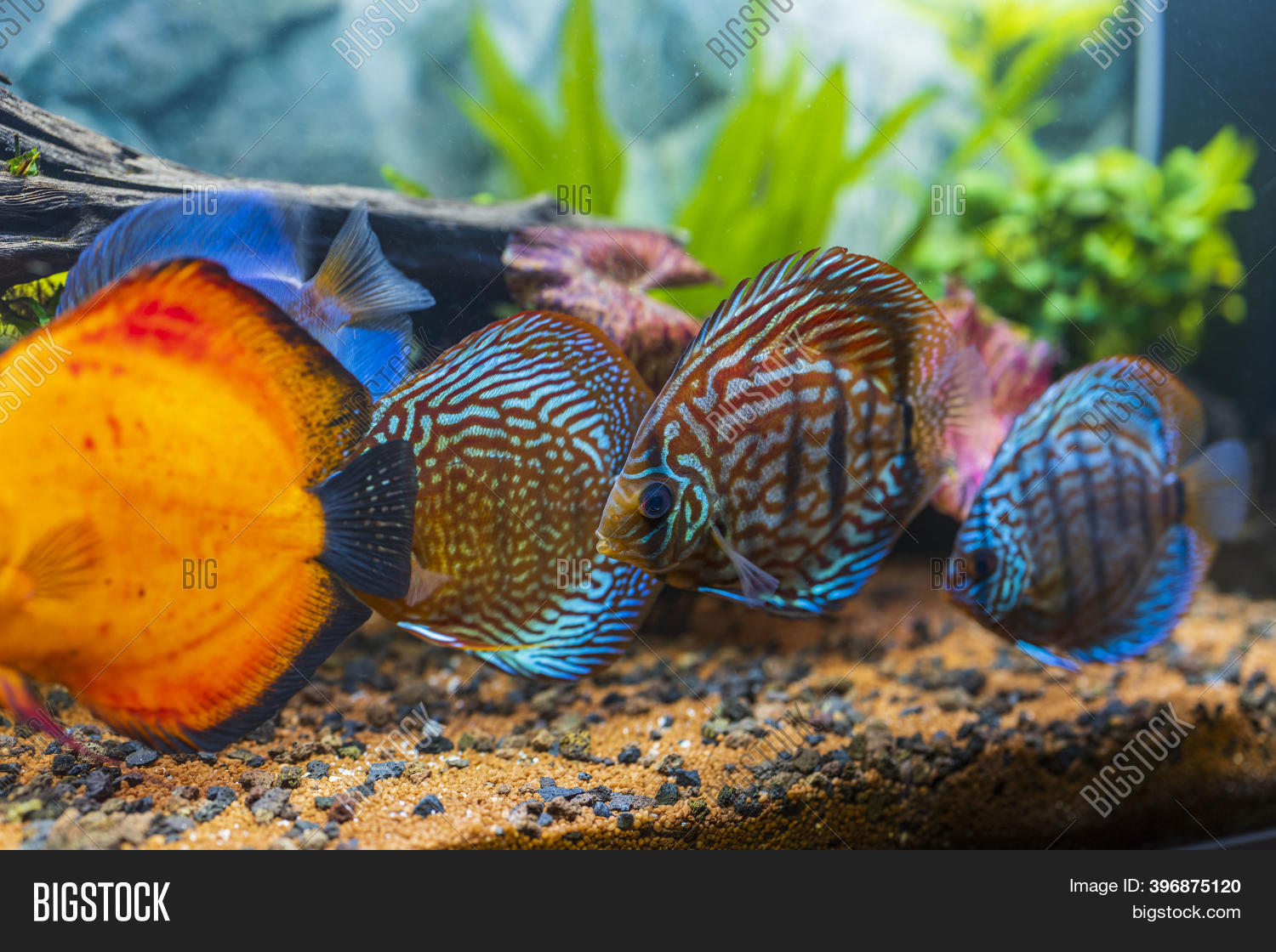 View Discus Fish Image & Photo (Free Trial) | Bigstock