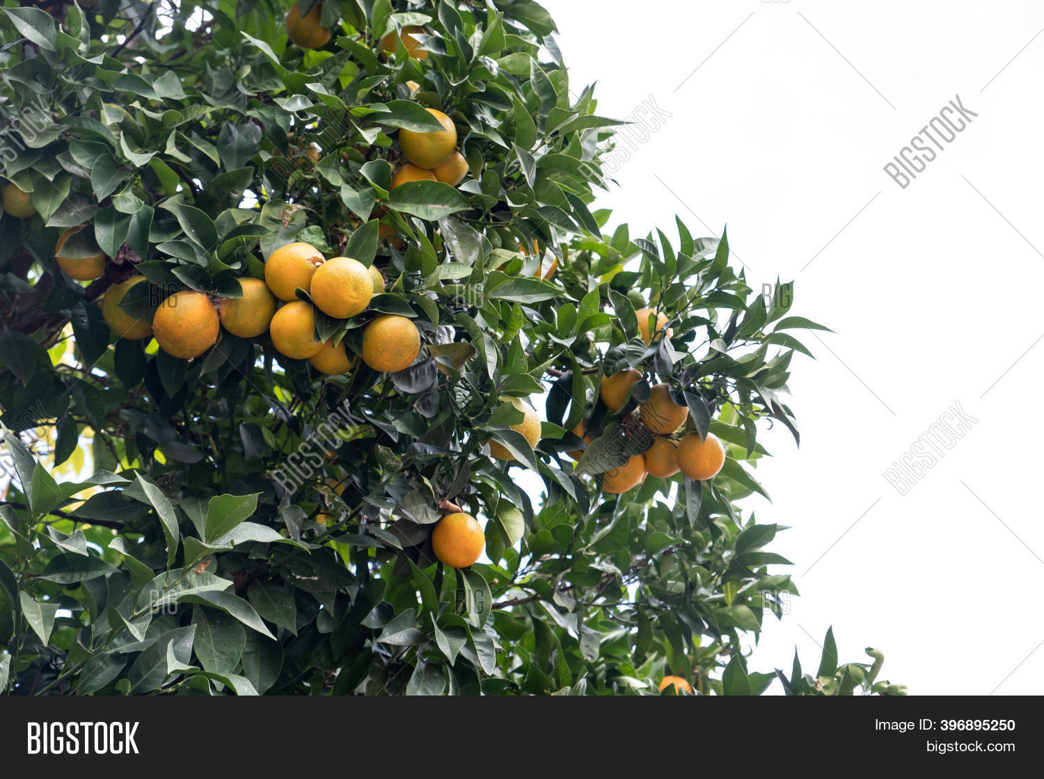 Orange Sour Tree On Image & Photo (Free Trial) | Bigstock