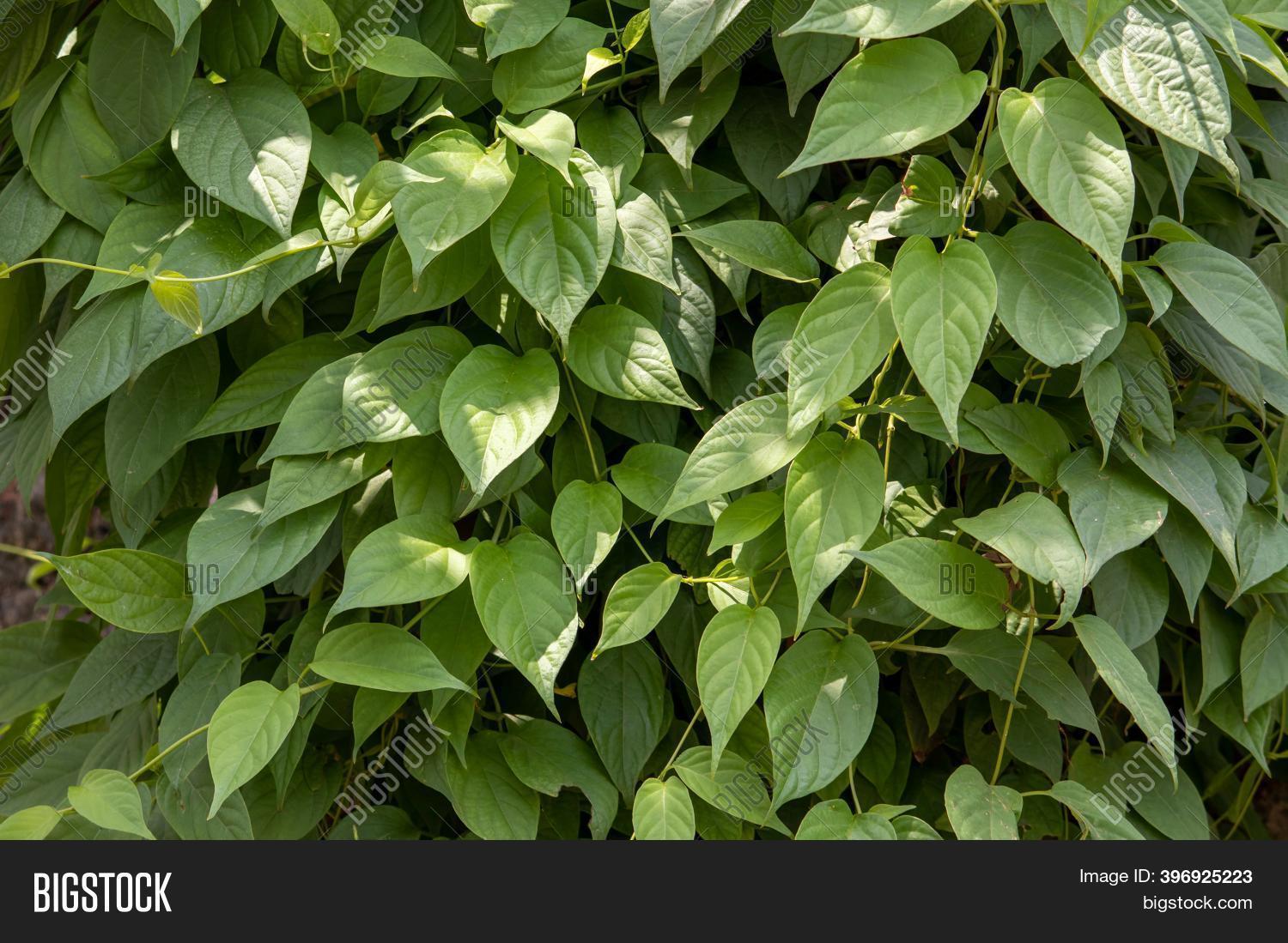 Paederia Foetida Image & Photo (Free Trial) | Bigstock