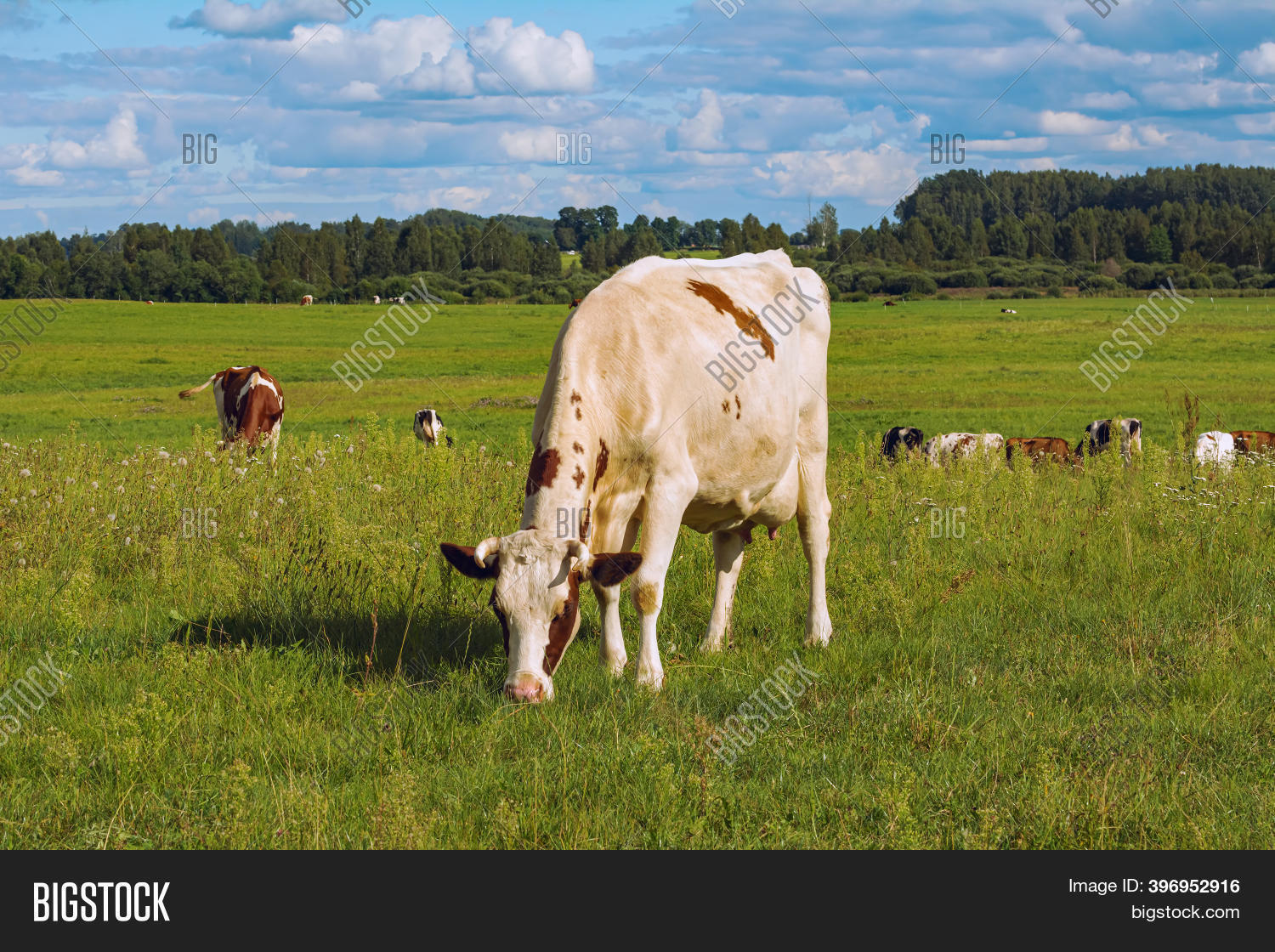 Cow On Pasture Rural Image & Photo (Free Trial) | Bigstock