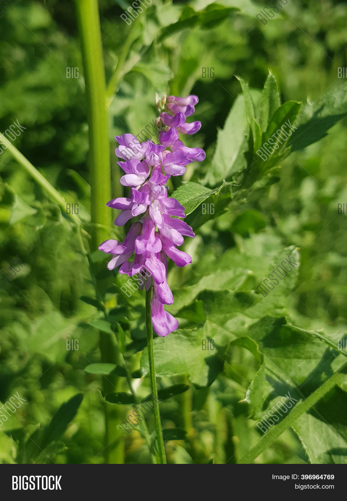 Vicia Cracca Plants Image & Photo (Free Trial) | Bigstock