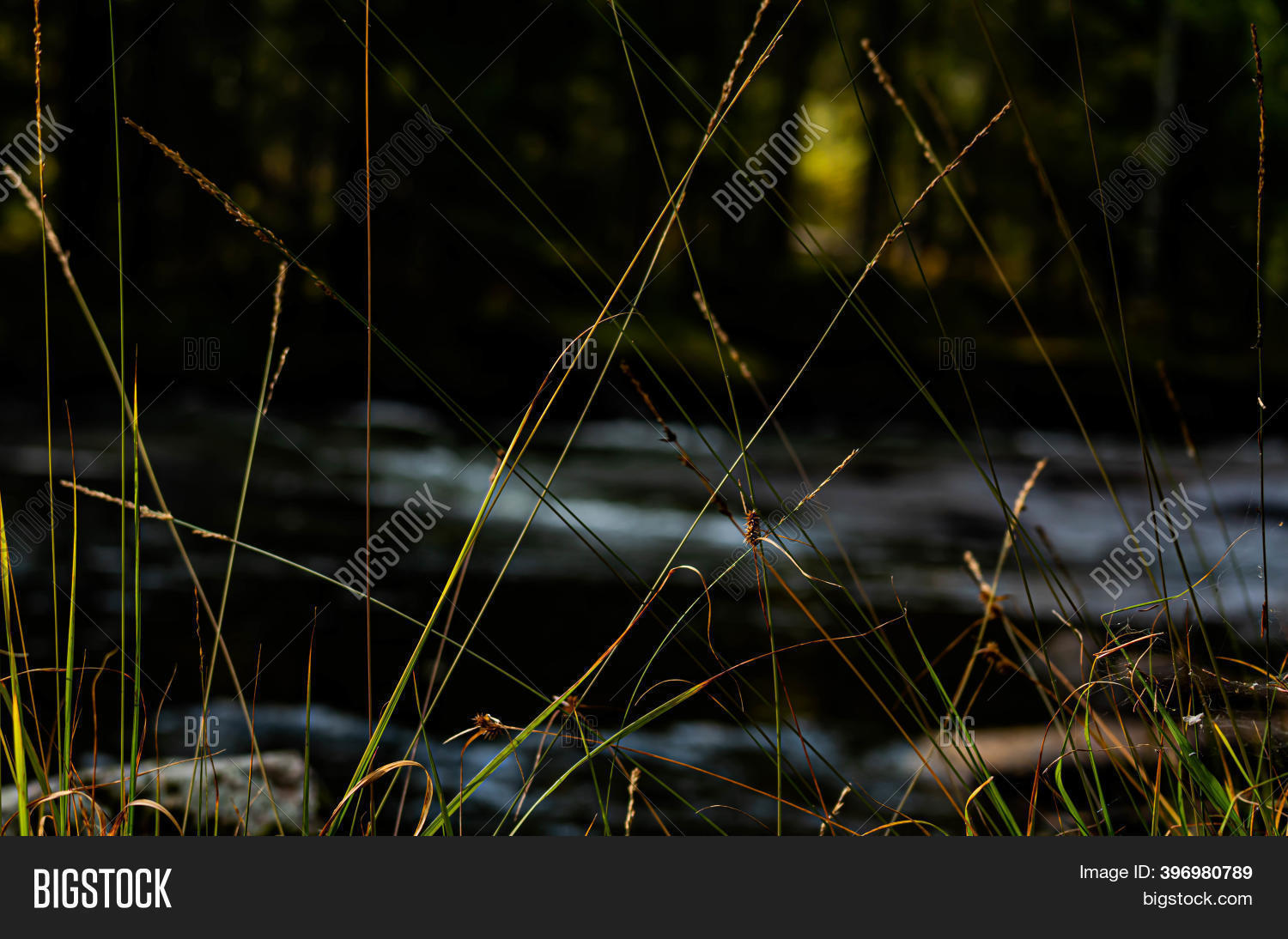 Single Strands Wild Image & Photo (Free Trial) | Bigstock