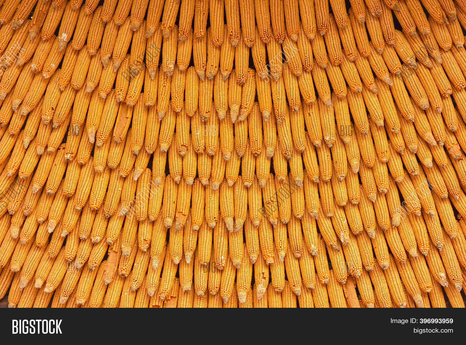 Corn Texture Image & Photo (Free Trial) | Bigstock