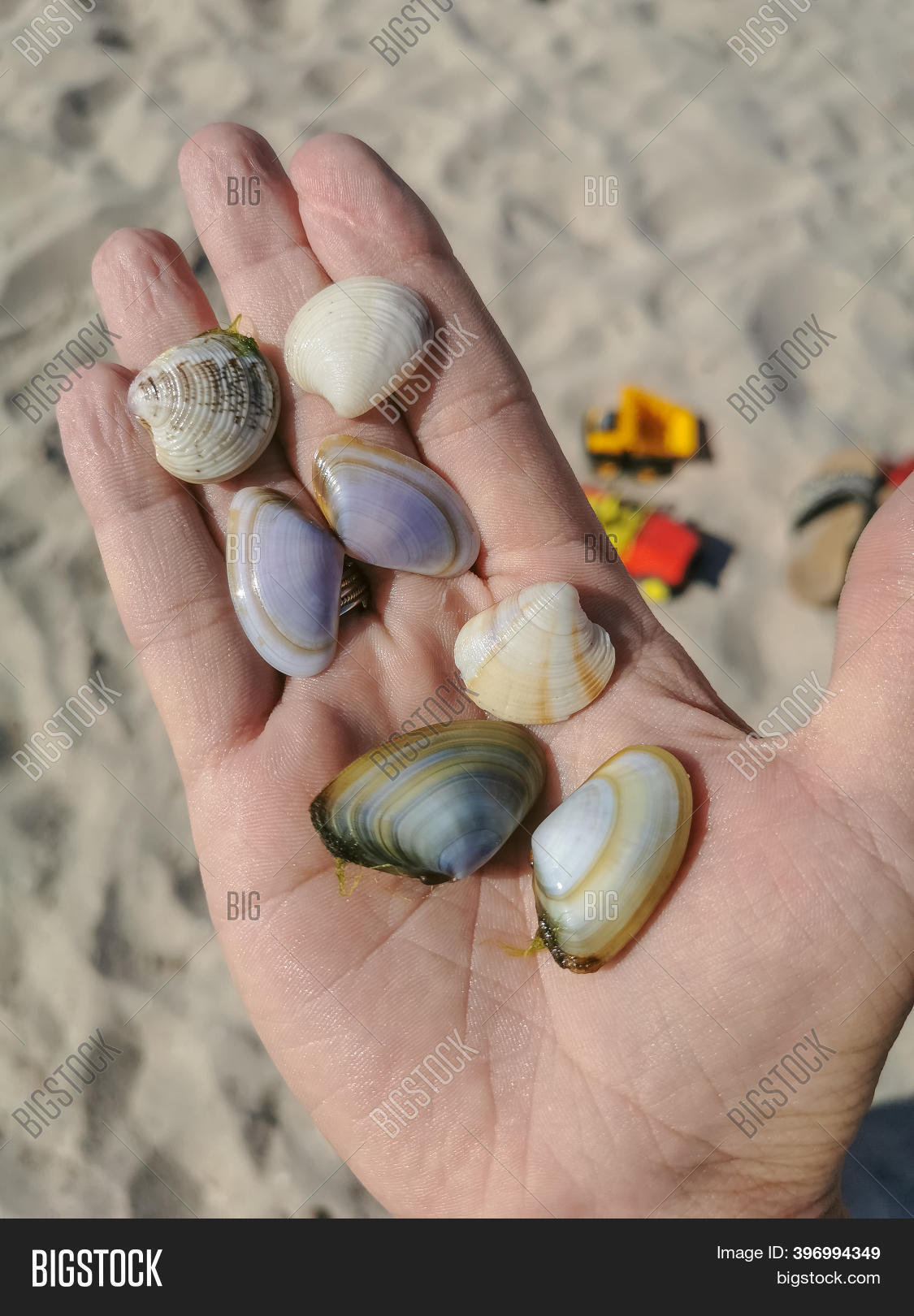 Seashells Palm Your Image & Photo (Free Trial) | Bigstock